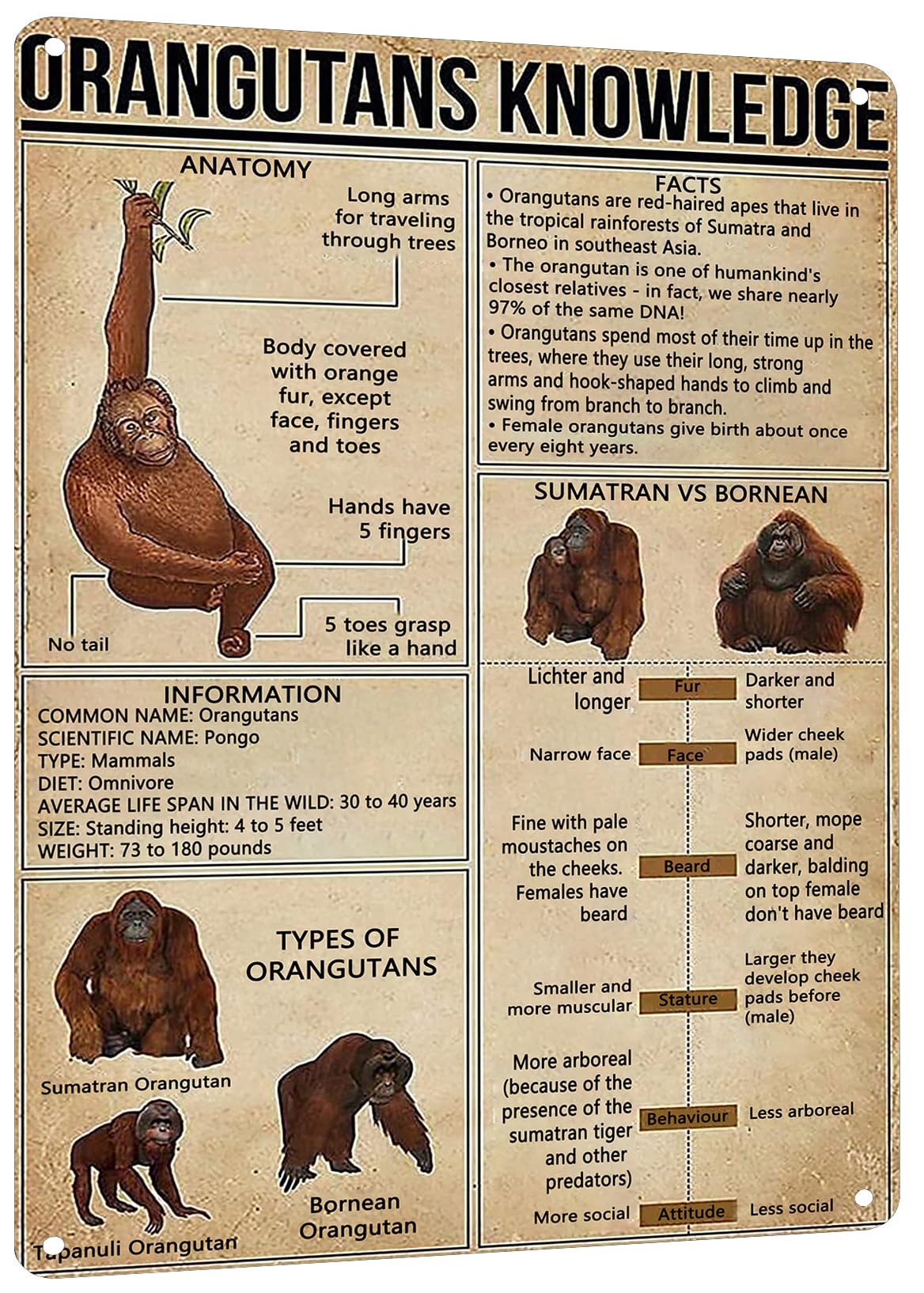 Amazon.com: HYBLOM Orangutans Knowledge Metal Tin Sign - Vintage ...