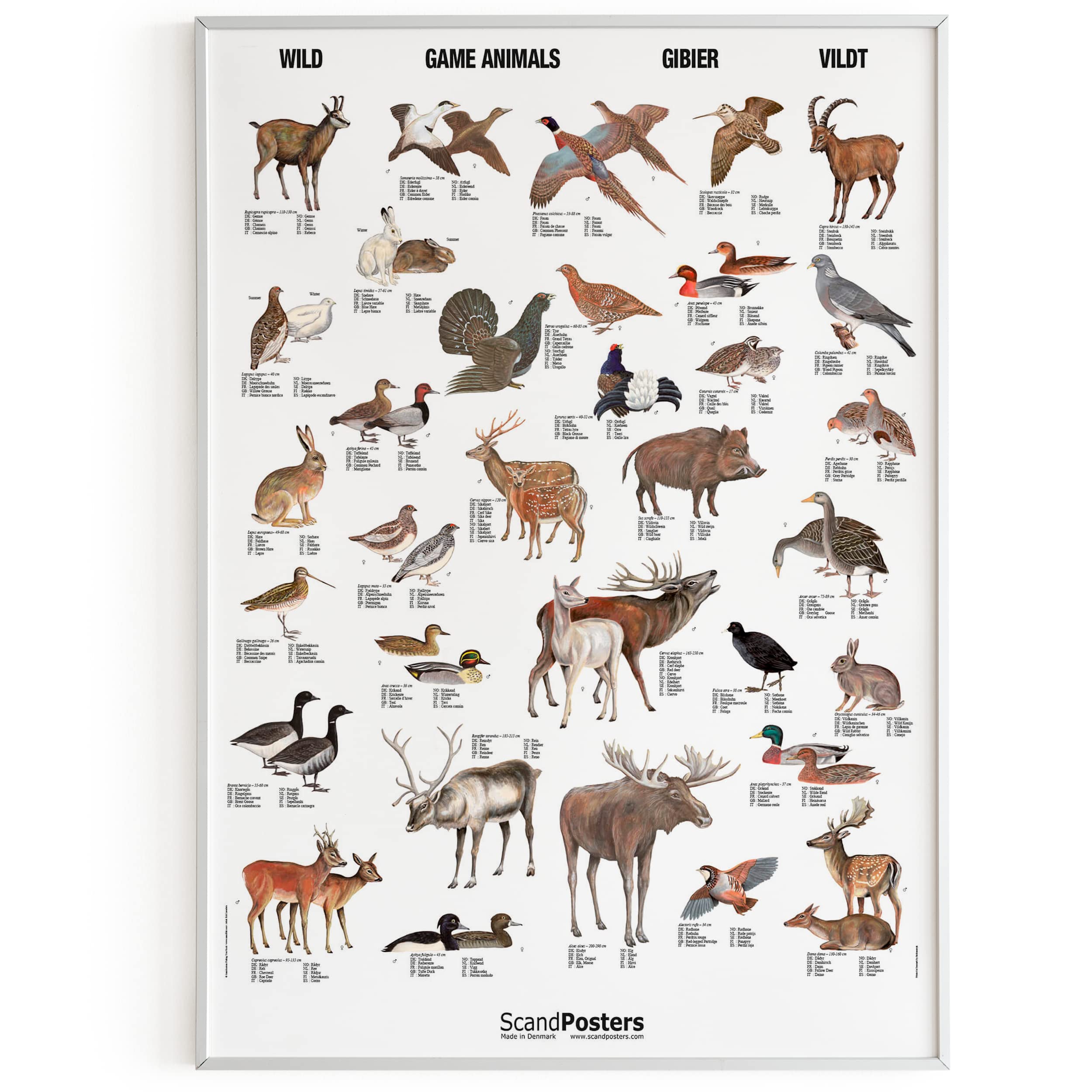 Cattle Identification Chart Dairy Cattle Illustration Stock Vector.