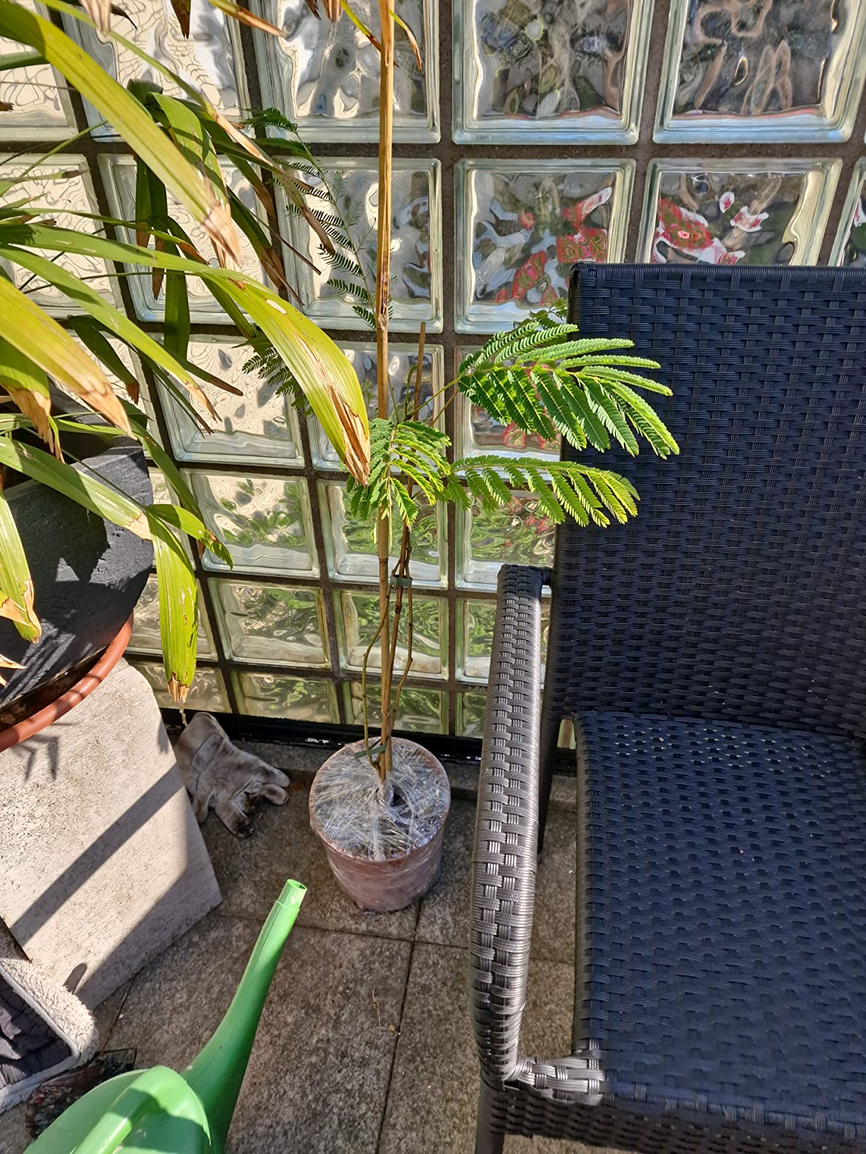 Pflanzenfuchs - Rosa Seidenbaum - Schlafbaum - Albizia julibrissin ...