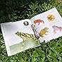 The Frog Book: Jenkins, Steve, Page, Robin, Jenkins, Steve ...