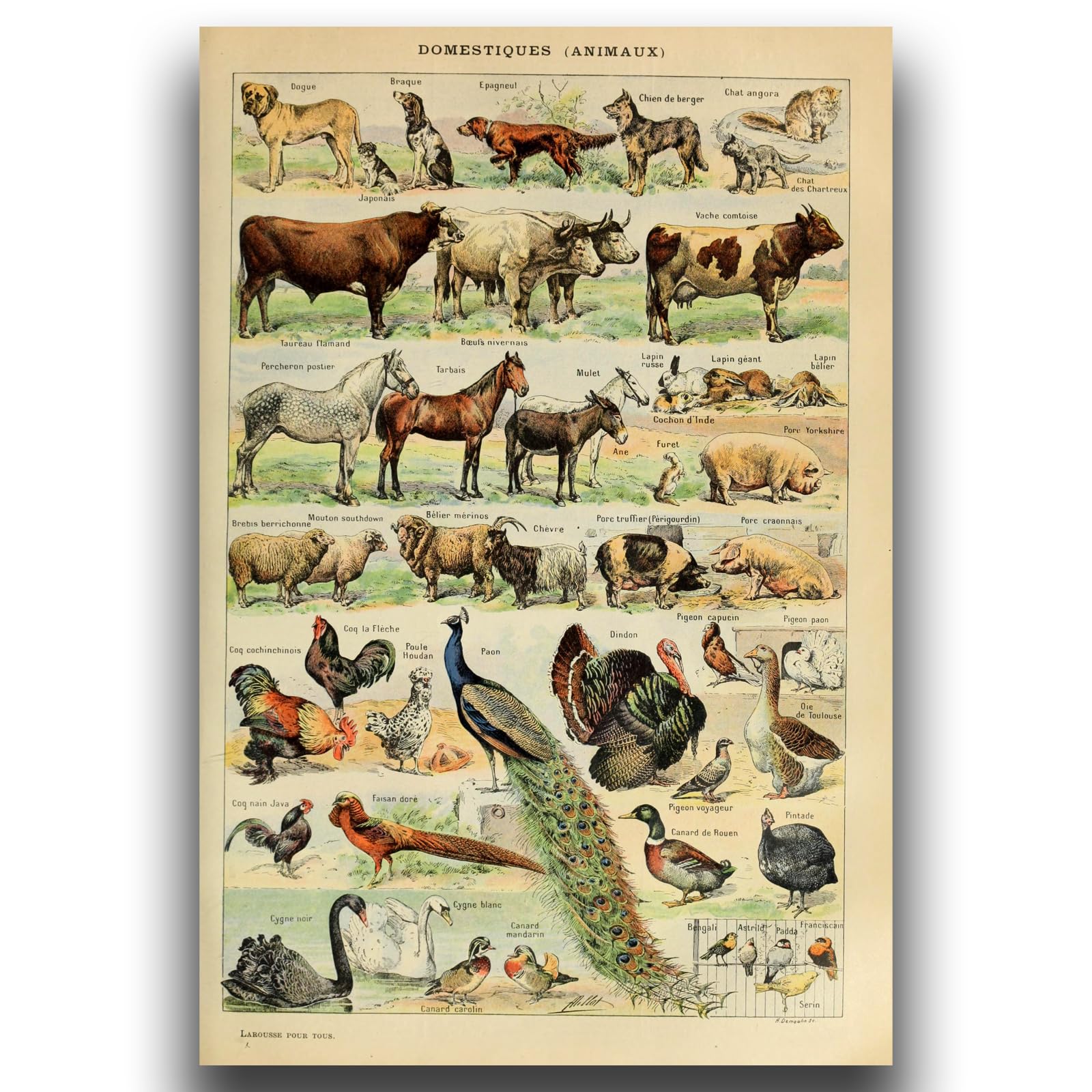 Amazon.com: OKRA Domestic Animal Posters - Dog Breeds Posters ...