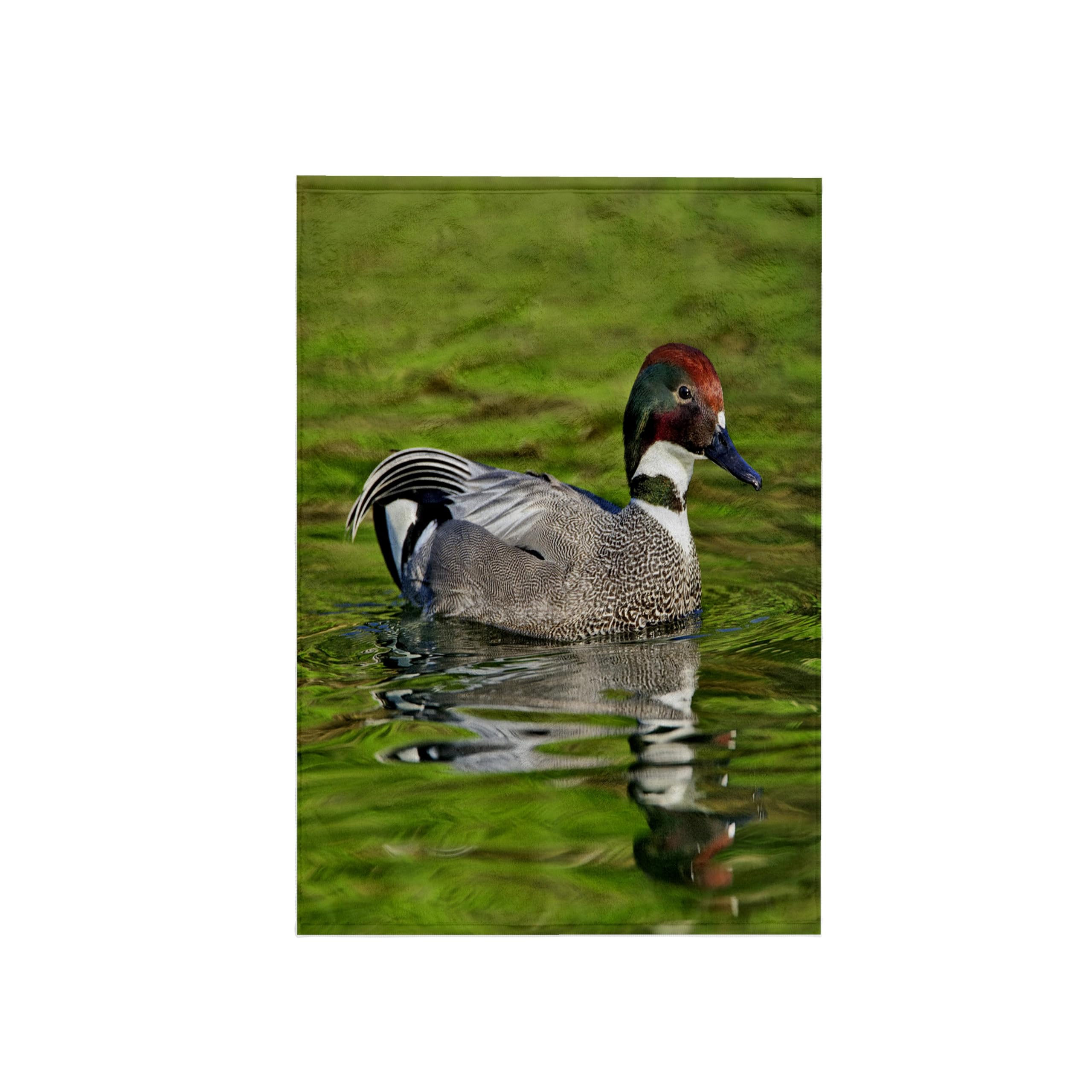 Pato Falcado Encanto Das Aves Indaial/SC