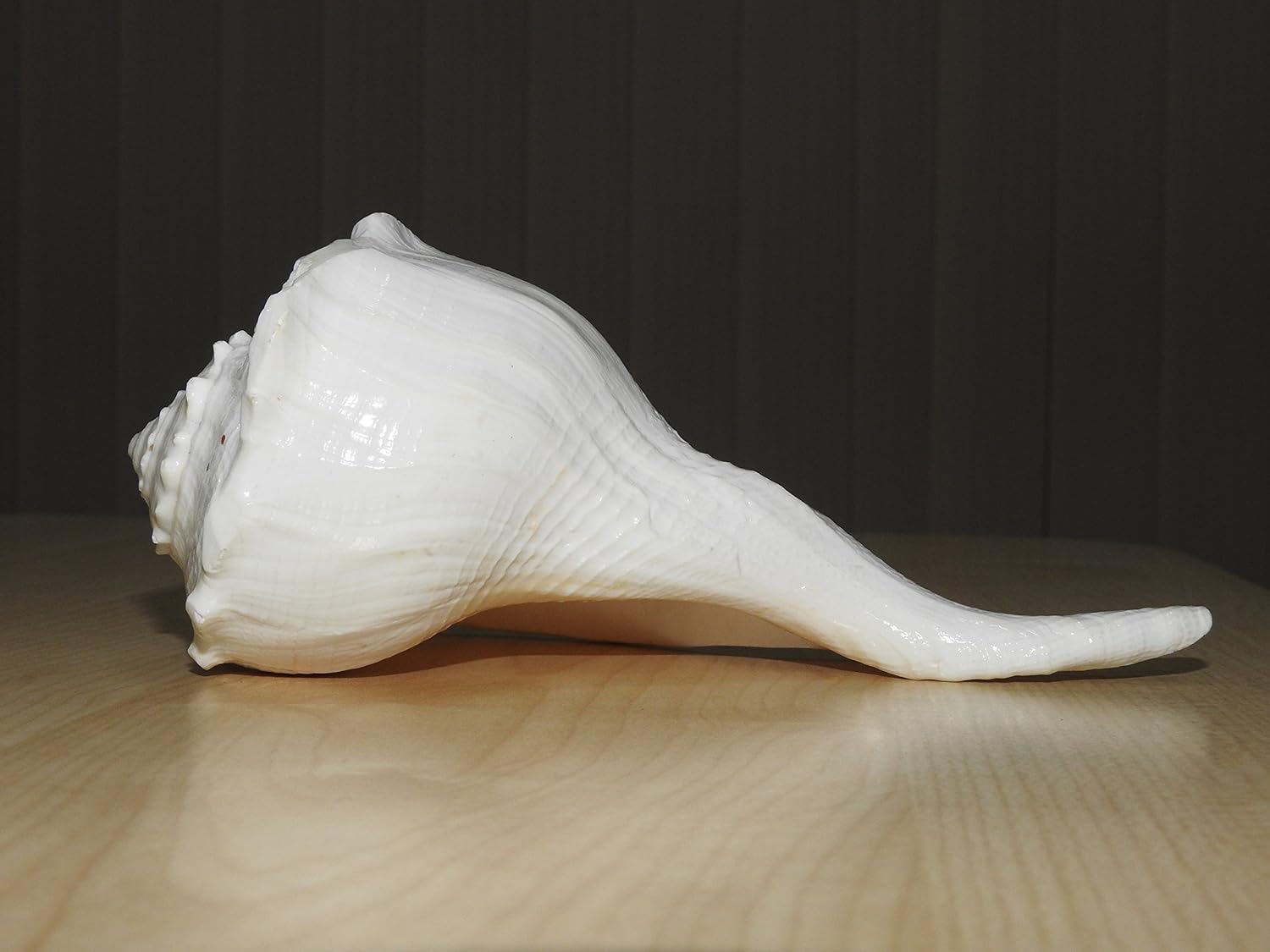 triptorameswaram.com Shell Valampuri/Dakshinavarti Shankh (18-19 cm ...