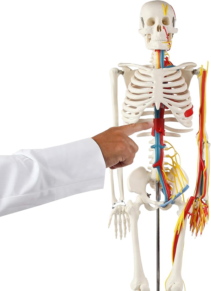 Anatomy Lab 33 Human Skeleton Model with Nerves, Botswana | Ubuy