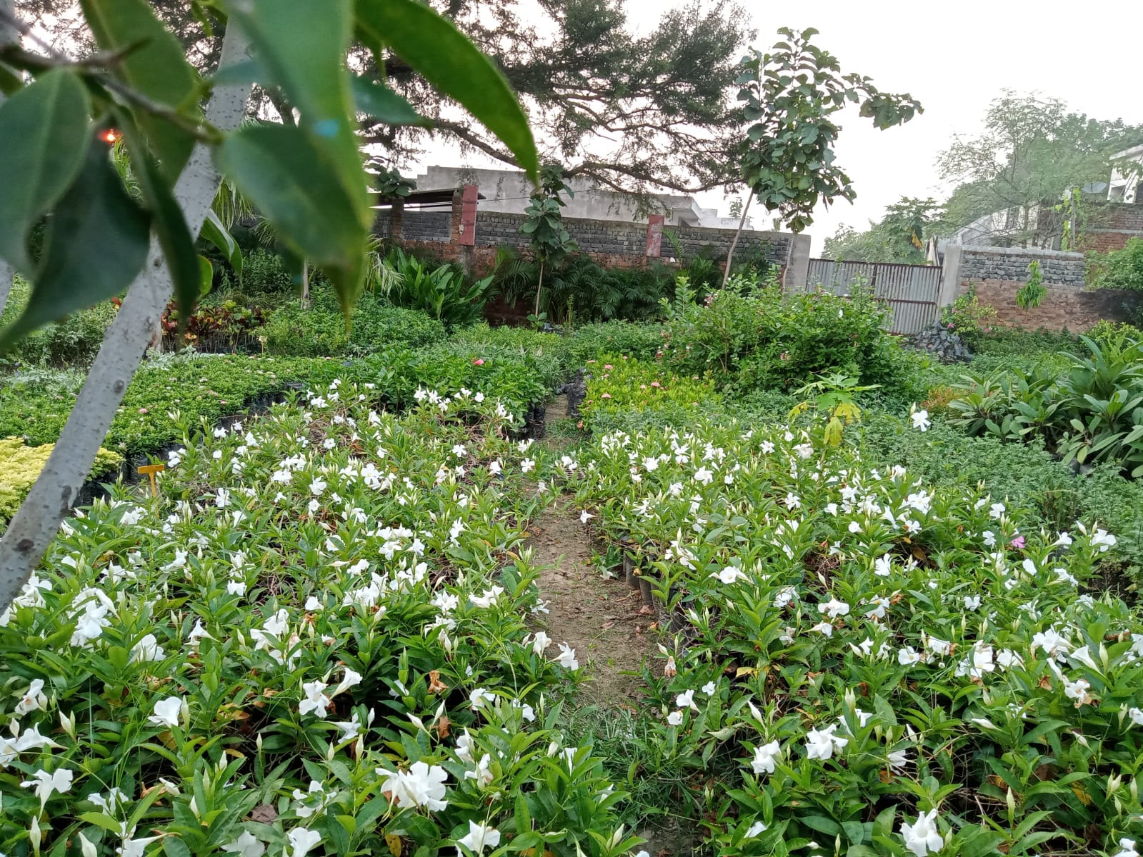 Raj Furniture Traditional Vegetable Cutter/Pahsul/Iron Vili/Boti ...