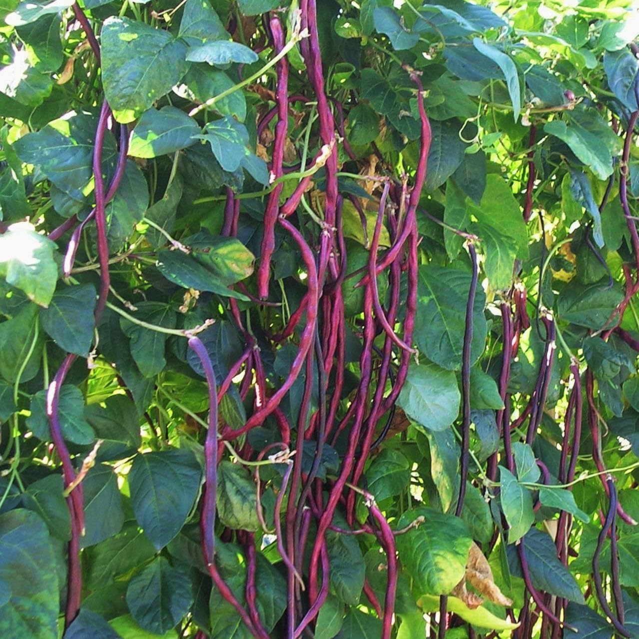 Amazon.com : Red Noodle Yard Long Beans 20+ seeds : Bean Plants : Patio ...