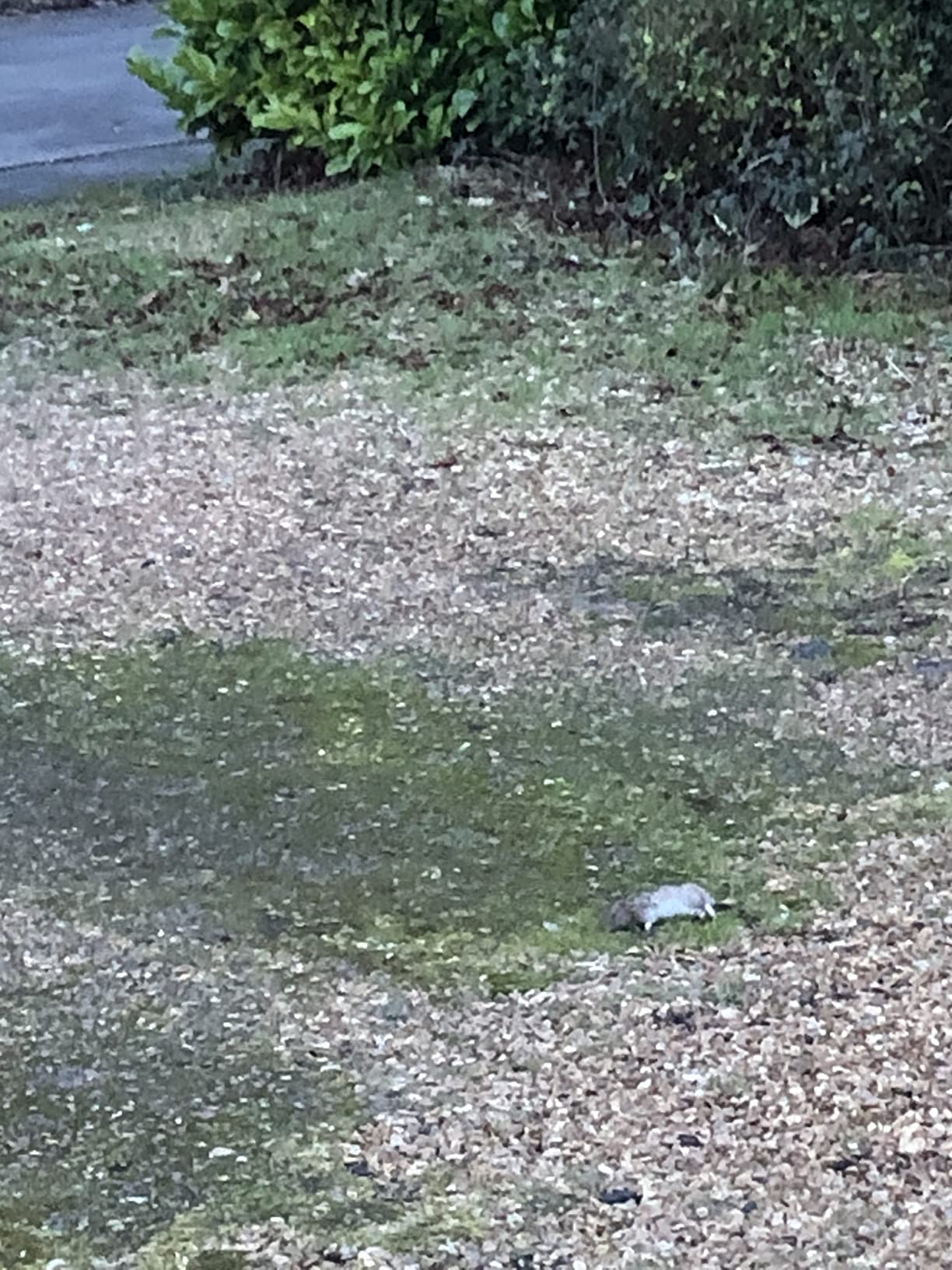 GroundMaster Mouse Killer Rat Poison | Maximum Strength Outdoor Wheat ...