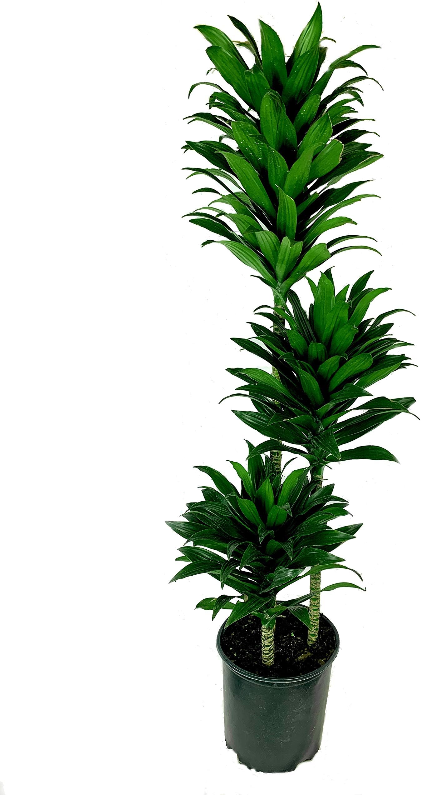 Amazon.com : Dracaena Janet Craig Compacta Cane - Live Plant in a 10 ...