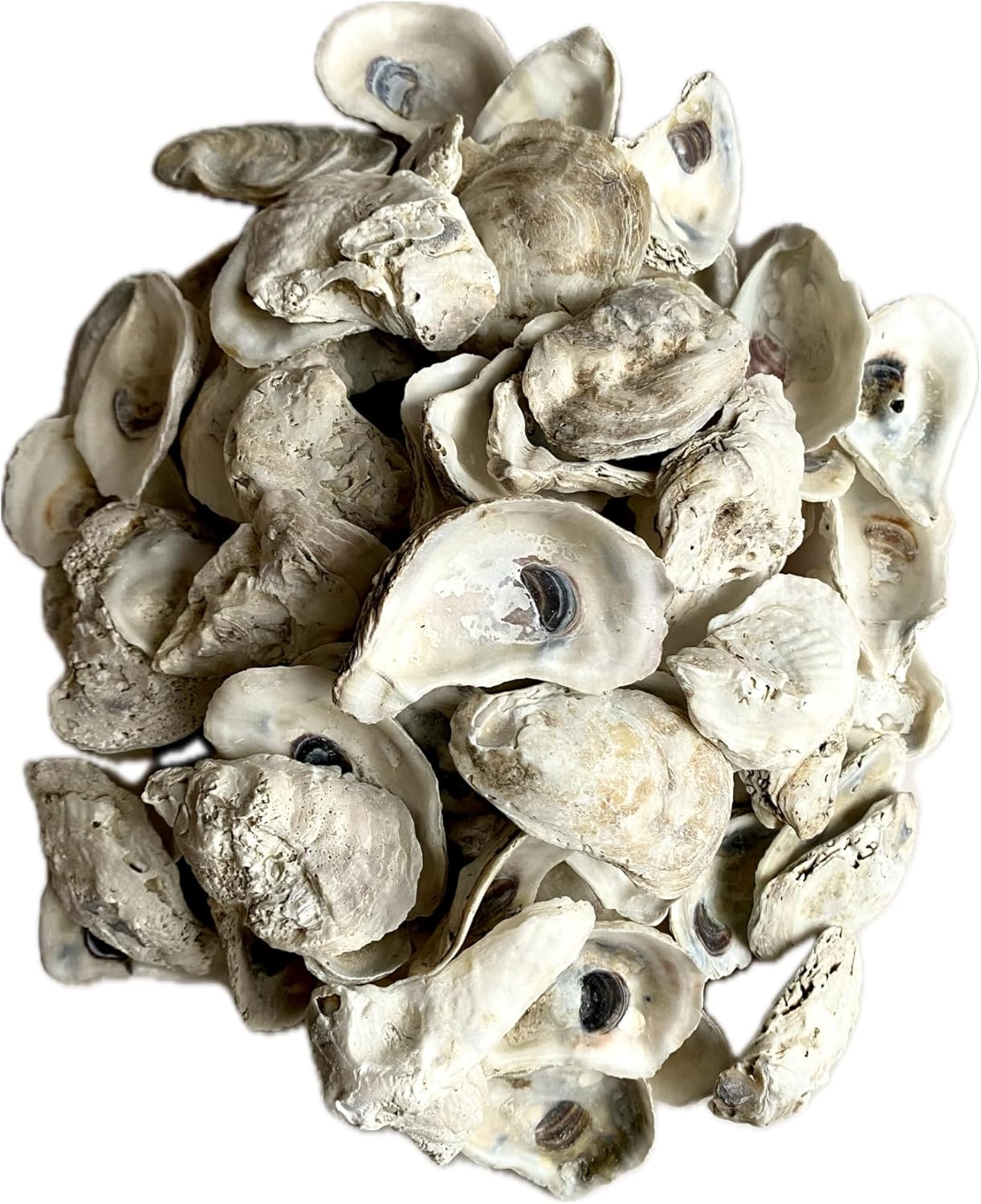Amazon.com: Oyster Shells, Collected and Packaged from USA for Arts ...