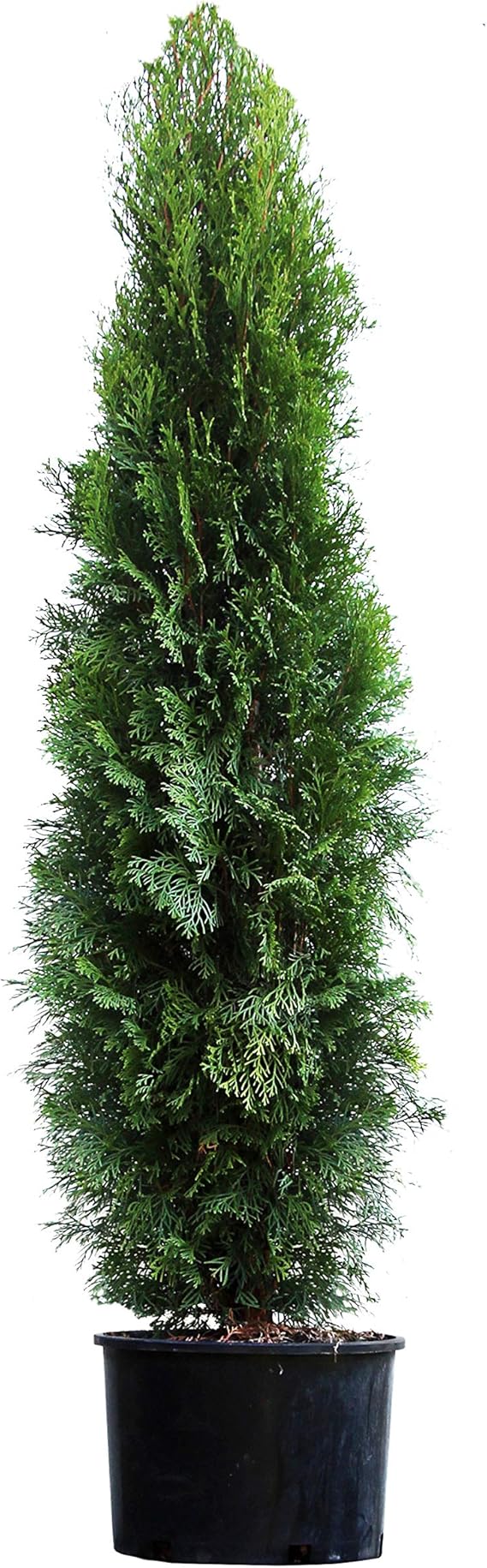 Amazon.com : Brighter Blooms - Emerald Green Arborvitae Evergreen Trees ...