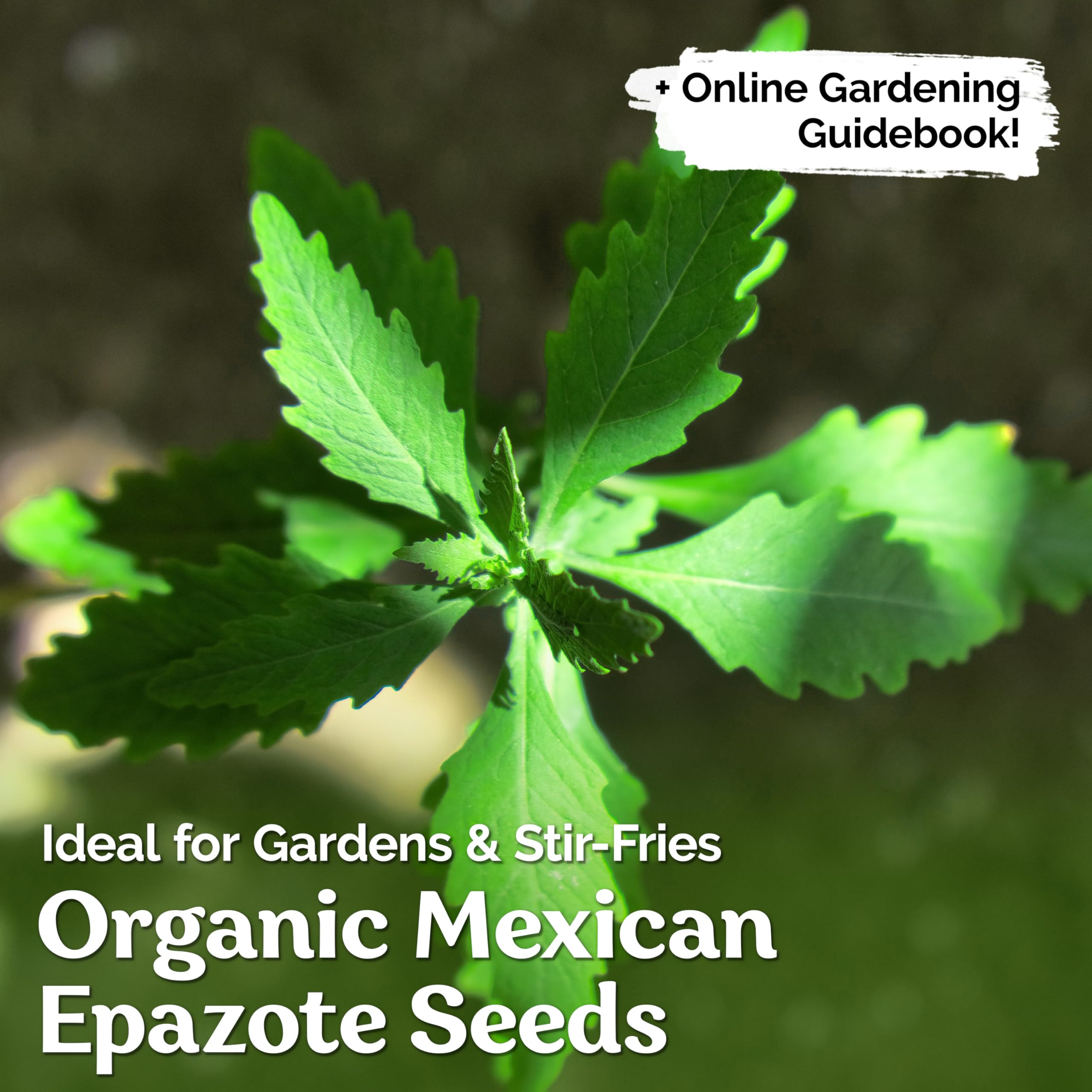 Chenopodium Ambrosioides Herb Seeds Epazote Herb | Chenopodium ...
