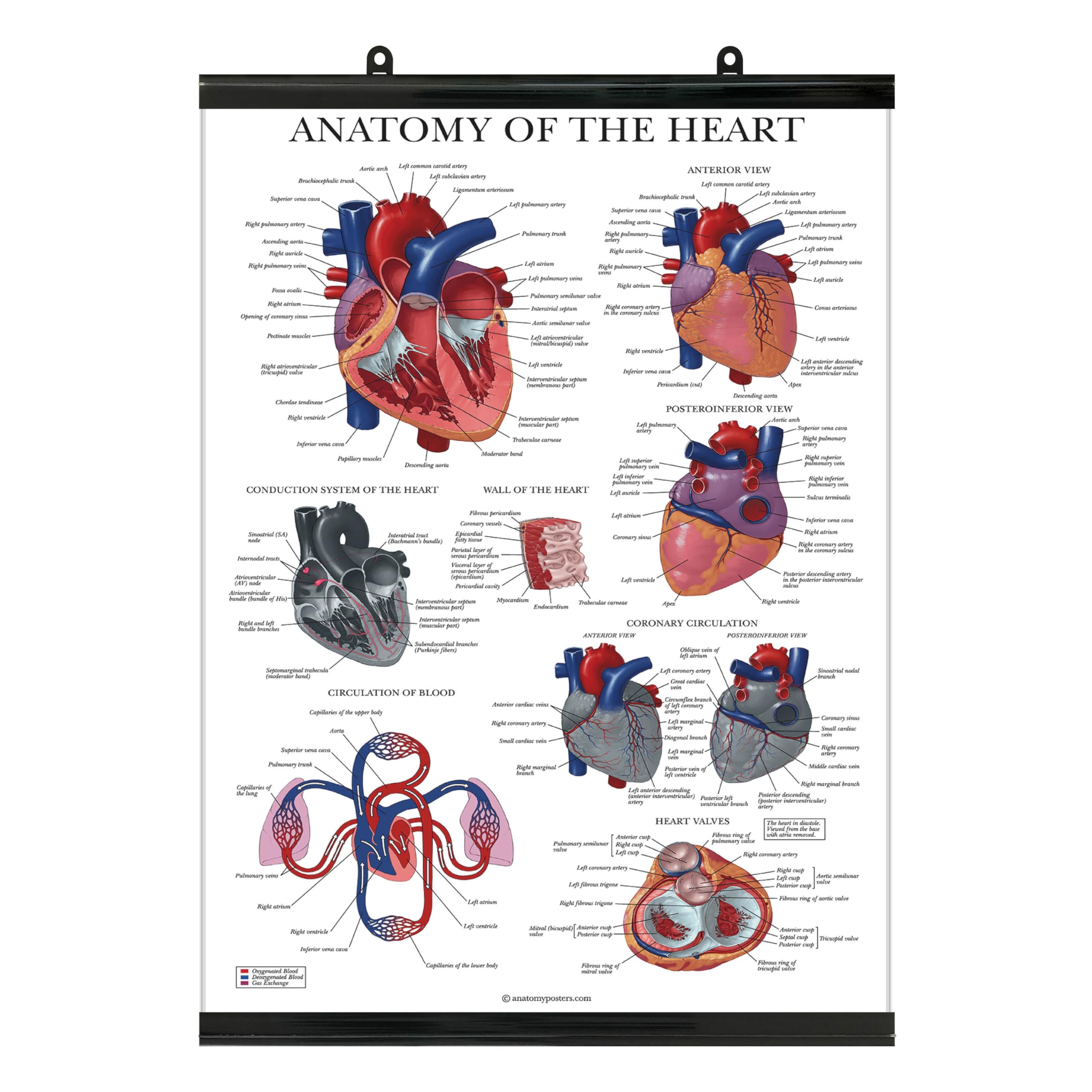 Snapklik.com : Palace Learning Heart Anatomy Poster - LAMINATED