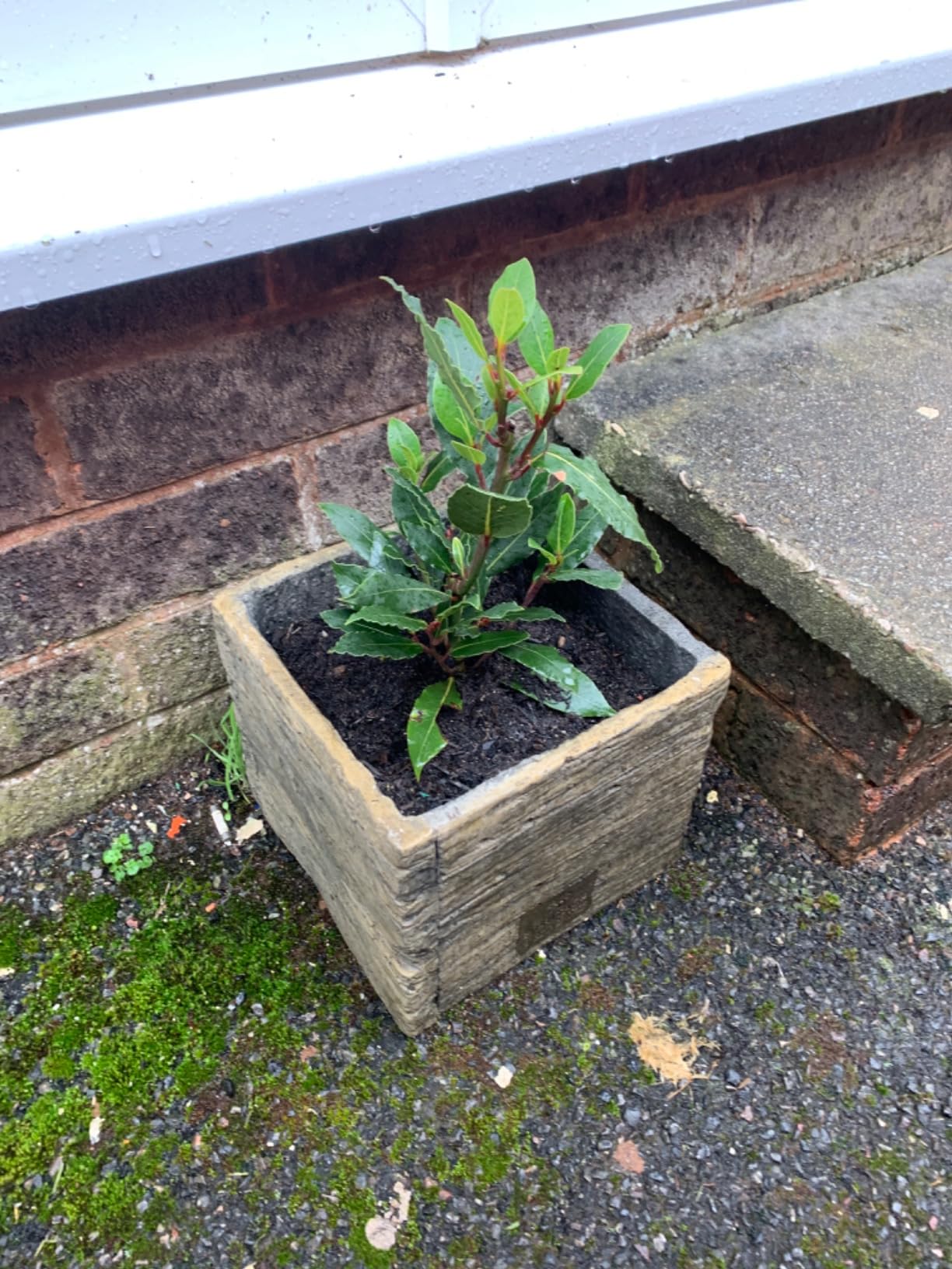 2 x Laurus nobils, Bay Tree, Large Plant in a 11cm Pot, Cooking Bay ...