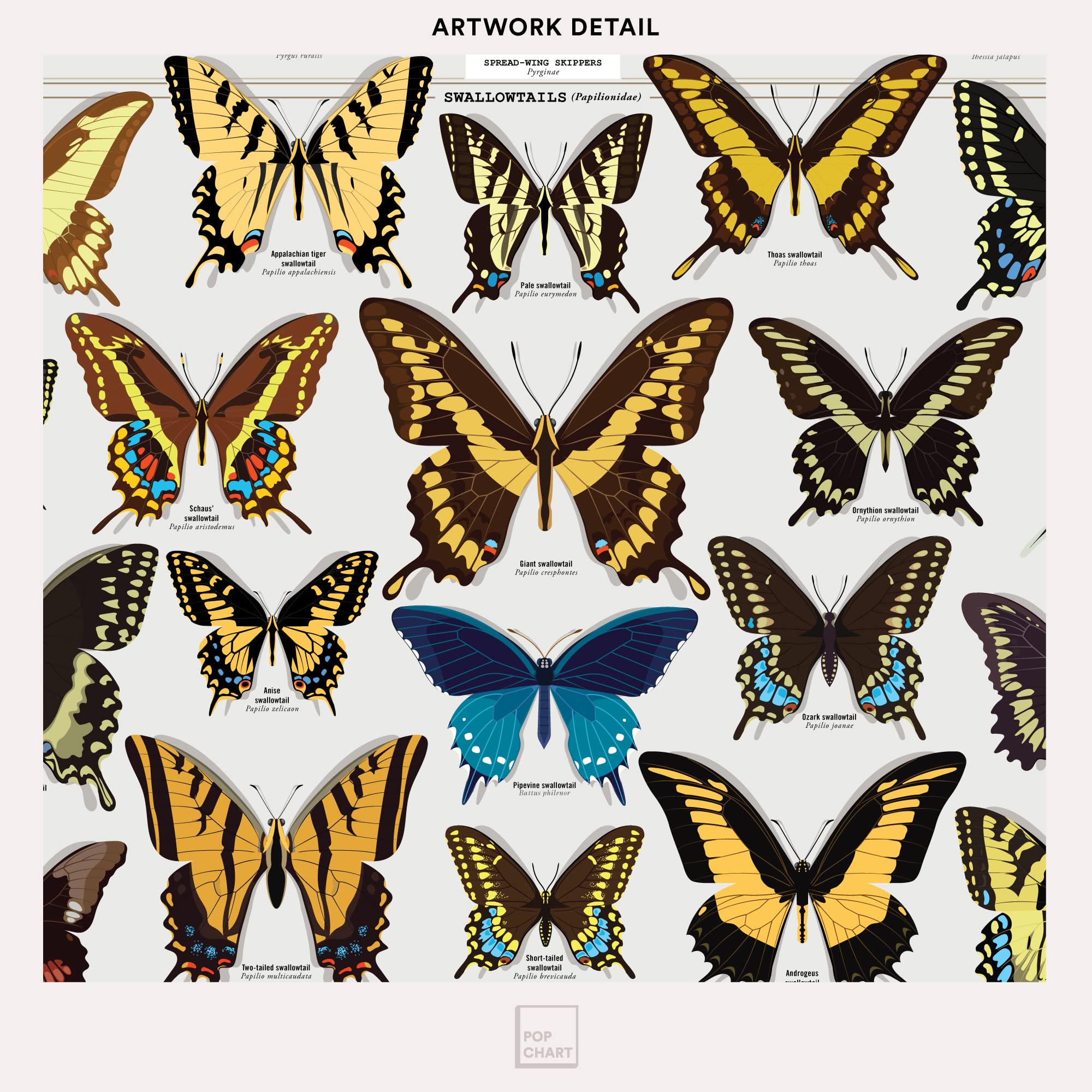 North American Butterfly Chart