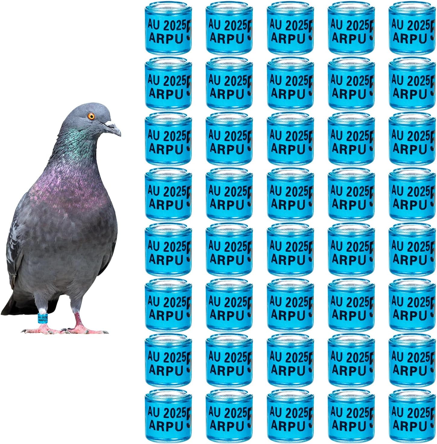 Amazon.com : TOHONGADON 8mm 50Pcs Pigeon Leg Bands with 2025 AU ...
