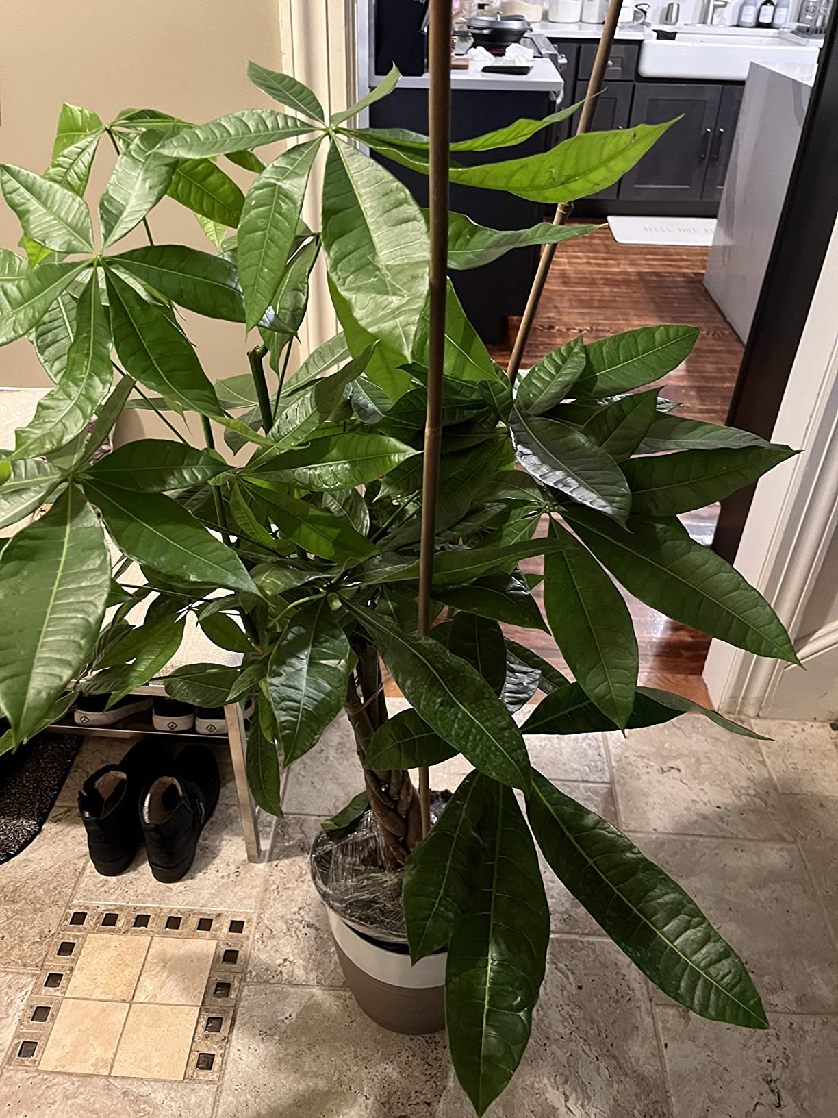 $11/mo - Finance Costa Farms Money Tree, Easy Care Indoor Plant, Live ...