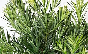 Amazon.com : Podocarpus Pringles | 1 Extra Large 3 Gallon Plant | Podocarpus Macrophyllus ...