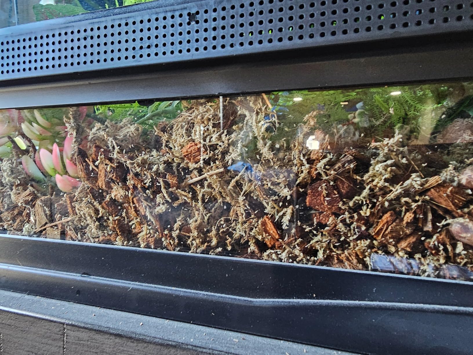 $9/mo - Finance ReptiChip Loose Coconut Chip Bedding for Reptiles 36 ...