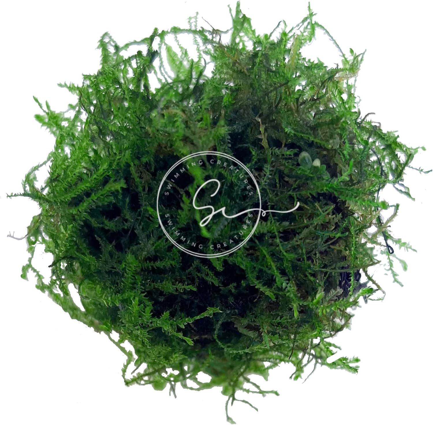 Amazon.com: Swimming Creatures Java Moss (Large 25 Square Inch Portion ...