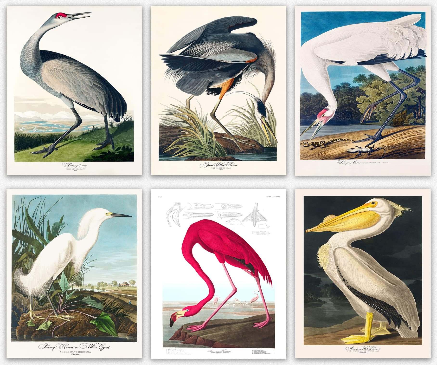 Amazon.com: Audubon"Louisiana Heron" HUGE Audubon Birds of North ...