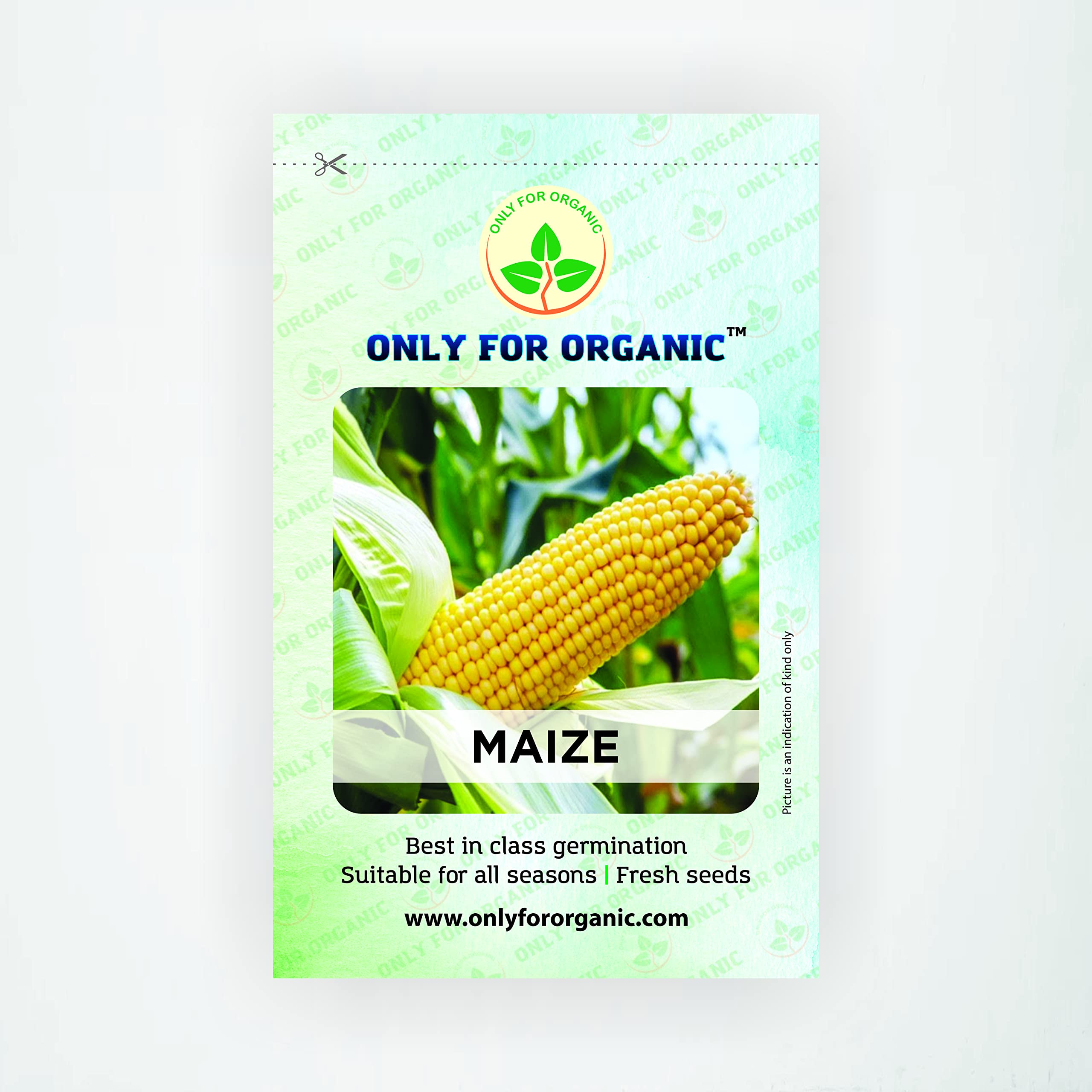 Hybrid Maize Seeds