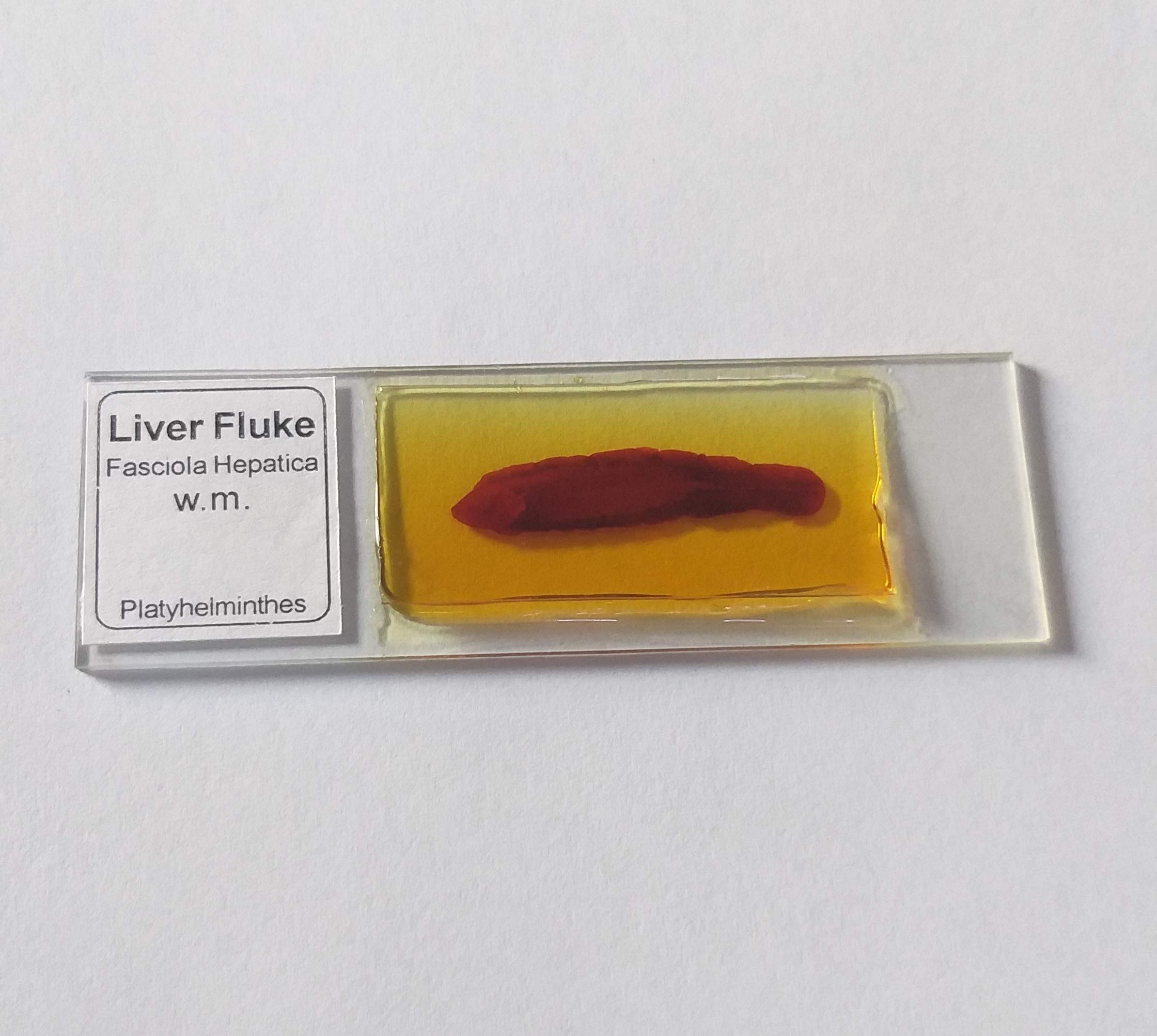 Buy Liver Fluke (Fasciola hepatica) whole Prepared Slide Online at ...