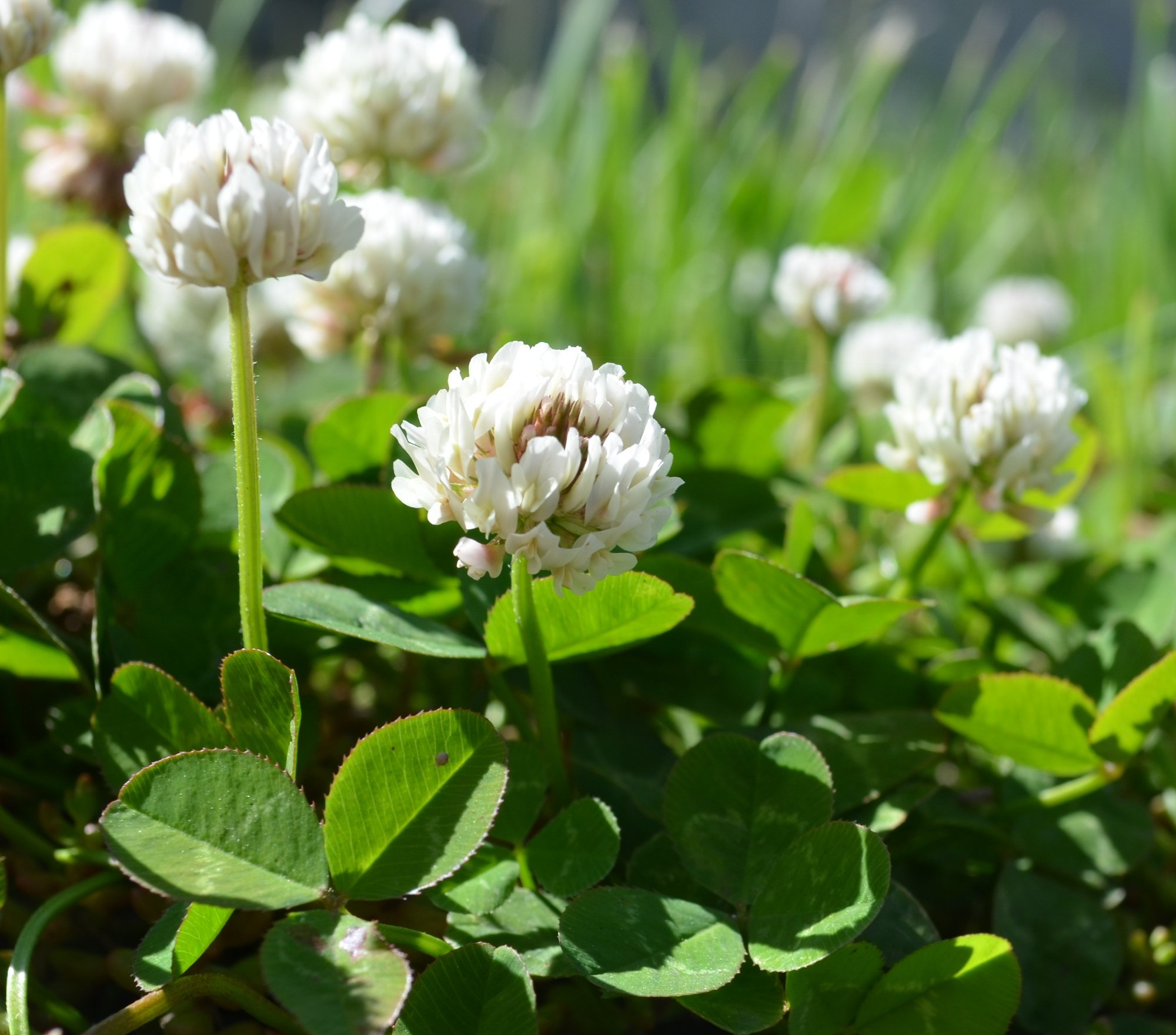 Amazon.com : White Dutch Clover- 1 Full Pound : Patio, Lawn & Garden
