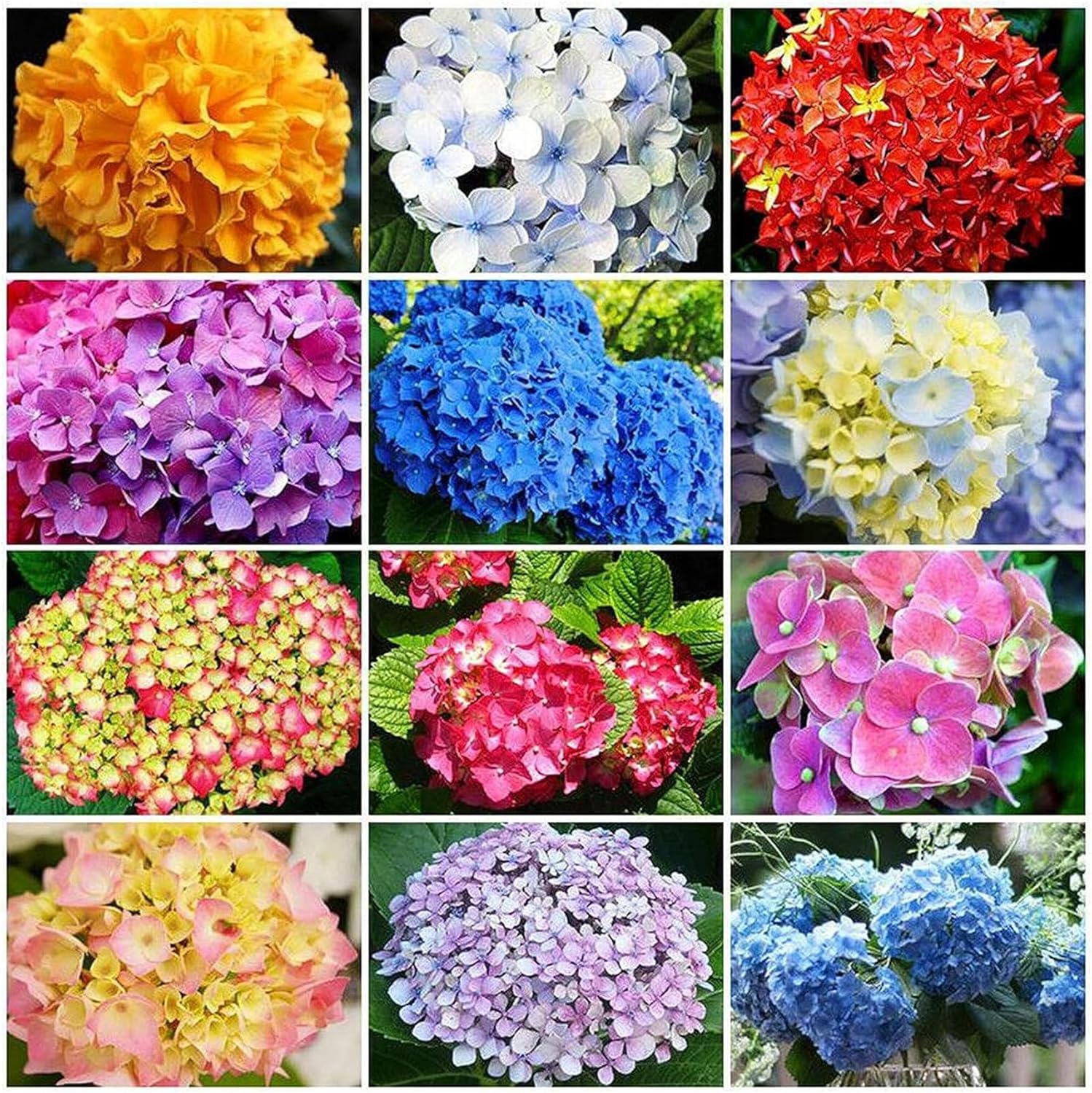 Amazon.com : Flower Seed 50 Pcs Mixed Color Multicolor Hydrangea ...