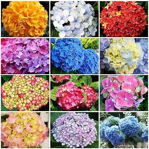 Amazon.com : Flower Seed 50 Pcs Mixed Color Multicolor Hydrangea ...