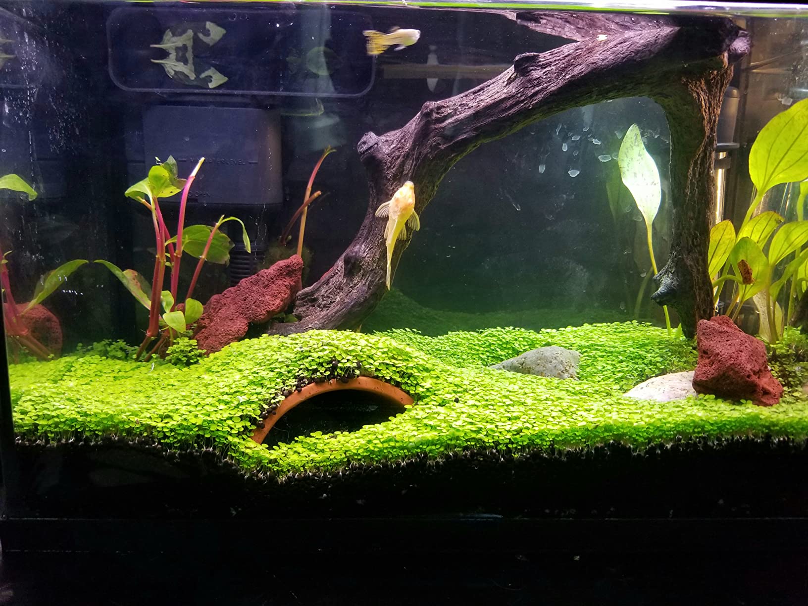 $1/mo - Finance 1 Pack Aquarium Small Leaf Grass Aquarium Grass Plant ...