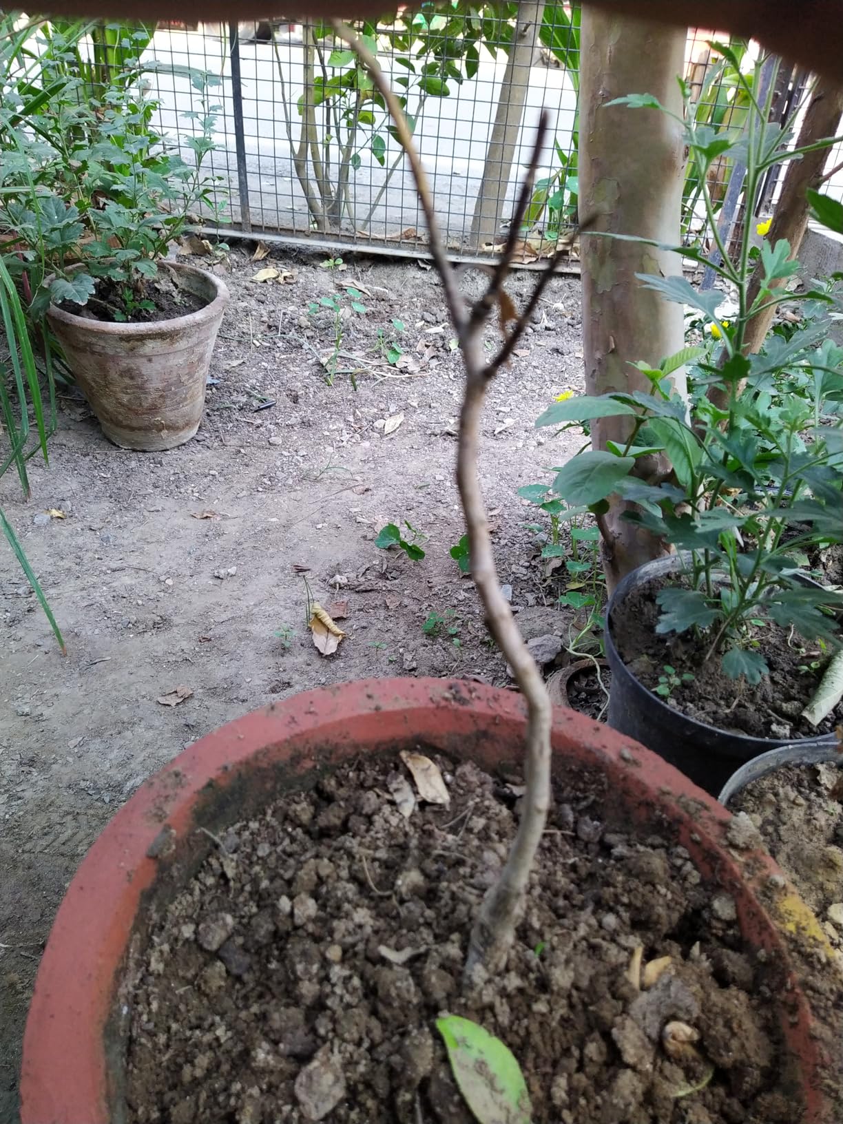 RISHIKA PLANT HOUSE (Grafted )Golden Champa| Swarna Champa| Orange ...