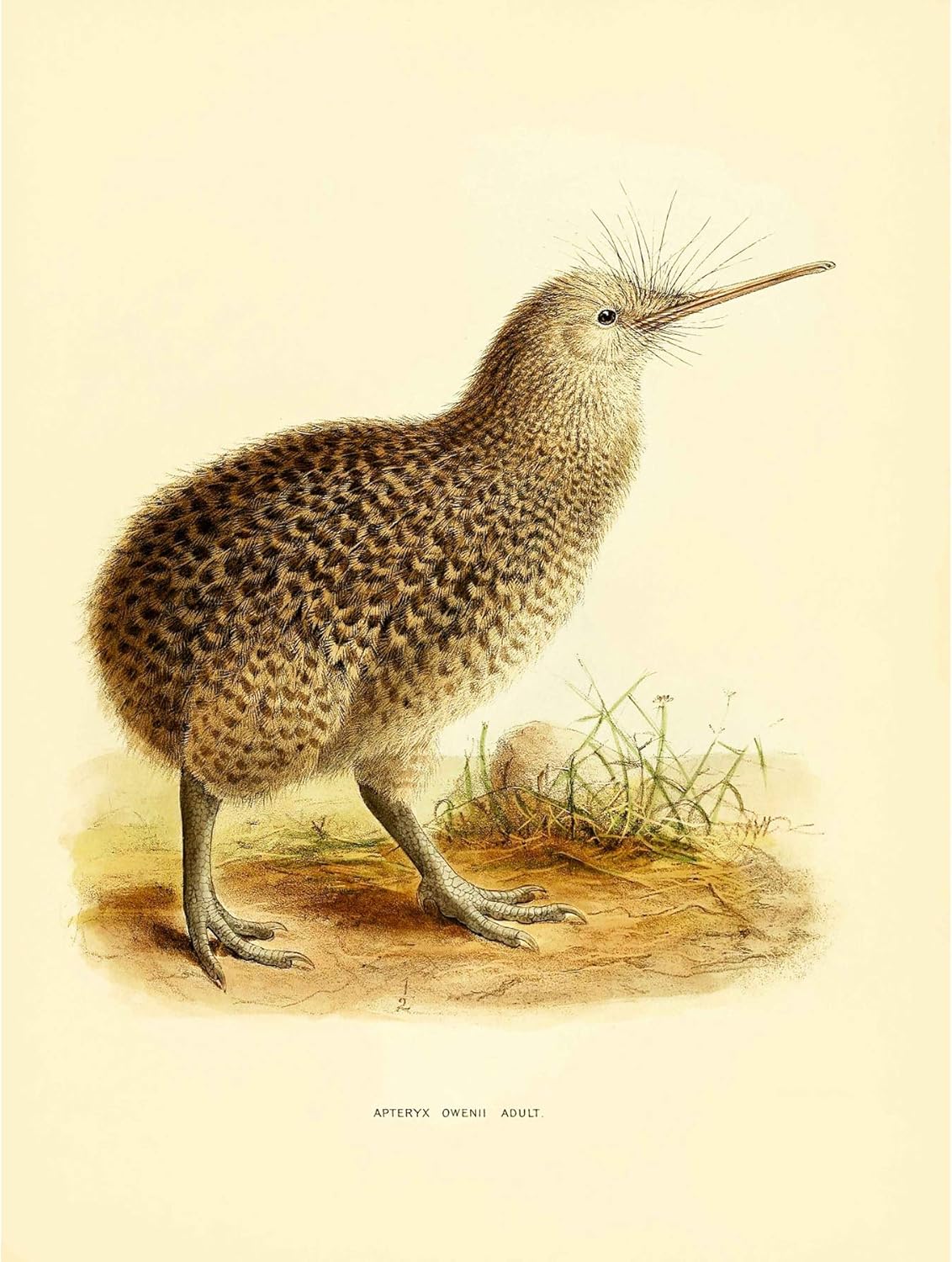 Amazon.com: Wee Blue Coo Prints Drawing Bird Rowley KEULEMANS Little ...