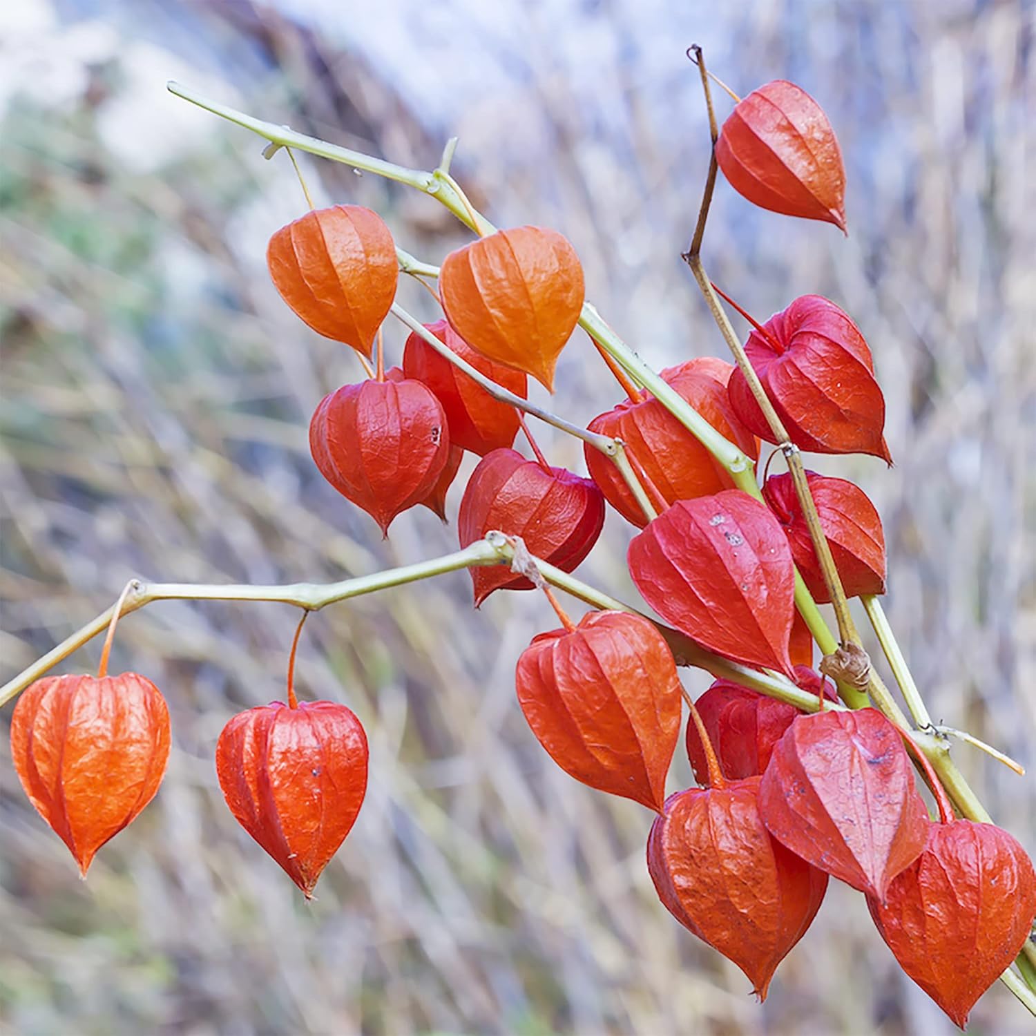 Amazon.com : QAUZUY GARDEN 60 (Bladder Cherry/Strawberry Groundcherry ...