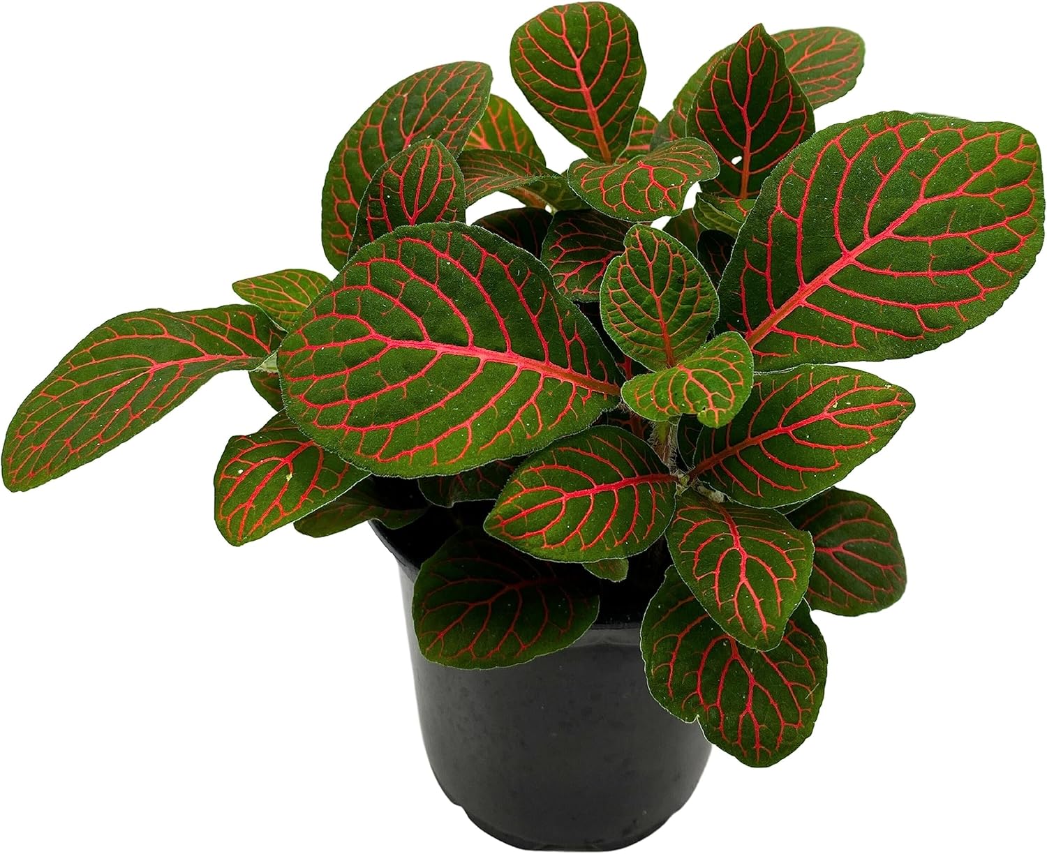 Amazon.com : BubbleBlooms Red Nerve Plant, Fittonia Verschaffeltii ...