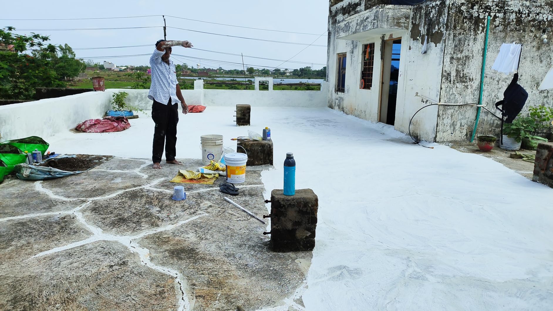 ZXXYANBI Rare Alphonso Hapus Ratnagiri Mango Aam Grafted Fruit Live ...