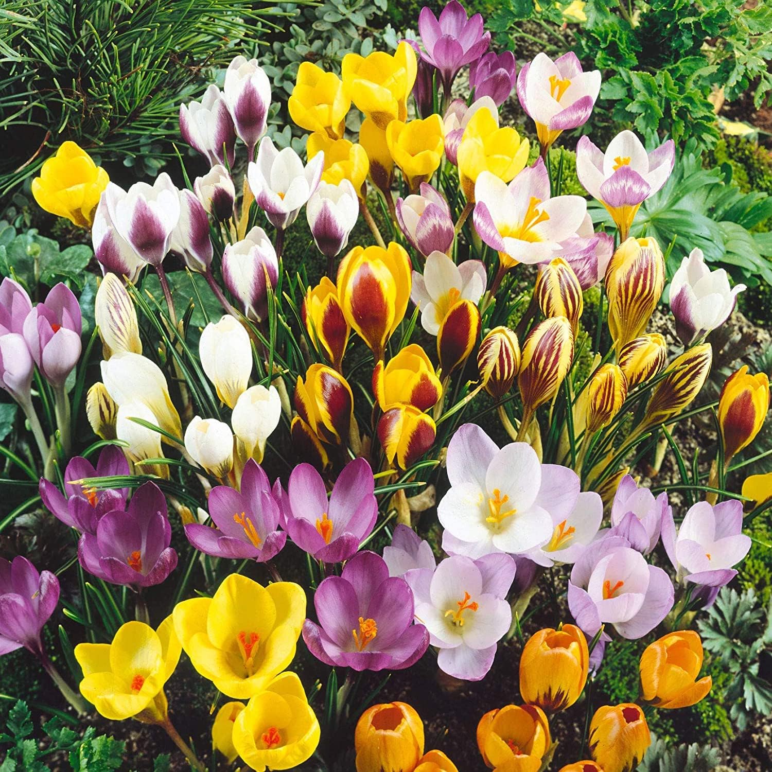 Amazon.com : 40 Jumbo Crocus Mixture - Crocus vernus & flavus by ...