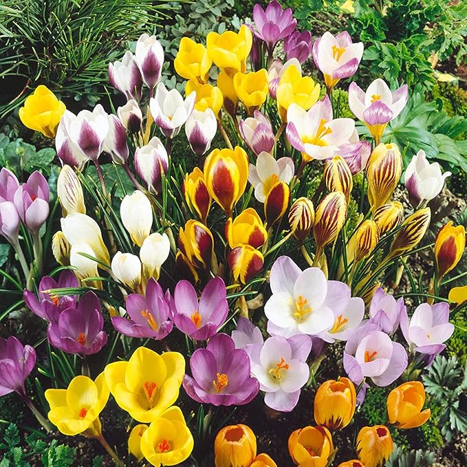 Amazon.com : 40 Jumbo Crocus Mixture - Crocus vernus & flavus by ...