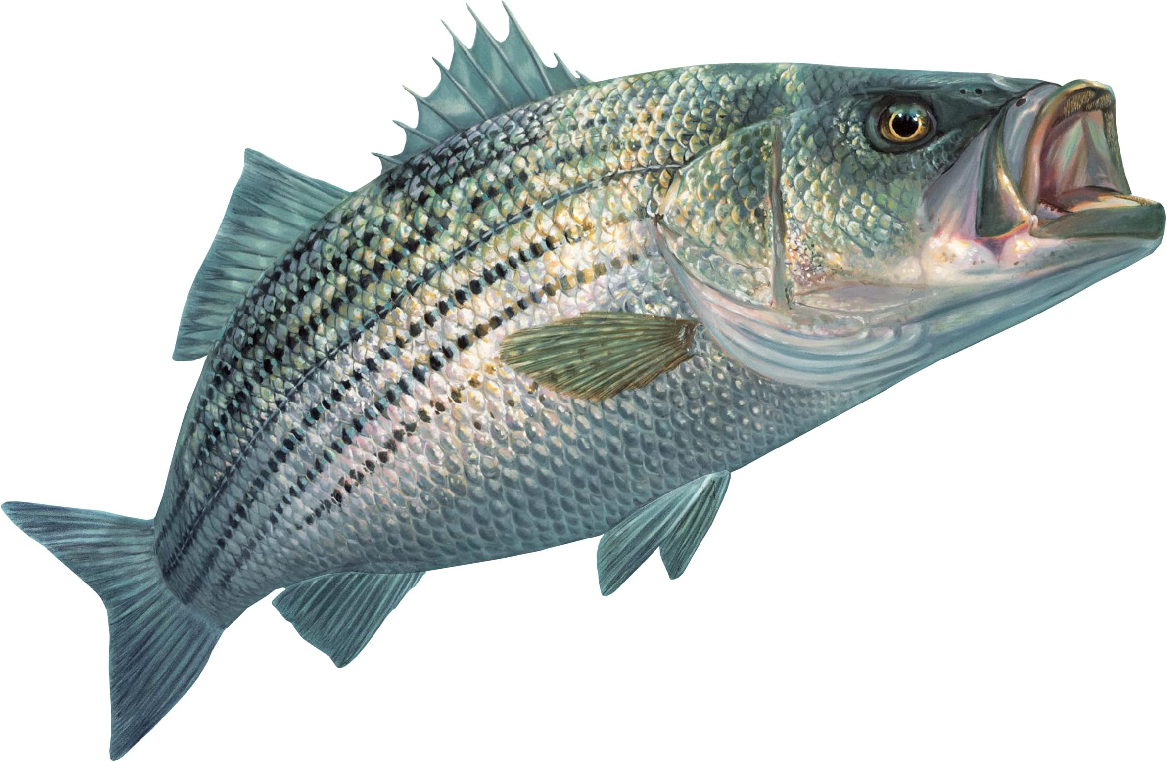 Amazon.com: Striped Bass Fishing Decals Cup Decals Striper Fishing ...