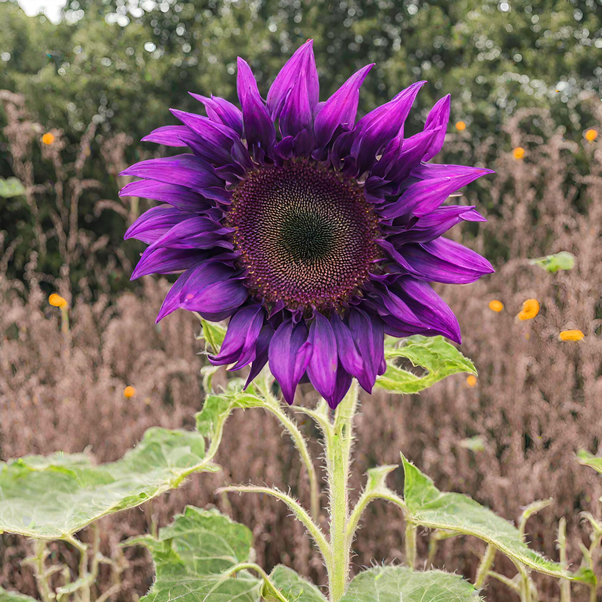 Amazon.com : 100 Purple Chocolate Cherry Sunflower Seeds: Heirloom, Non ...