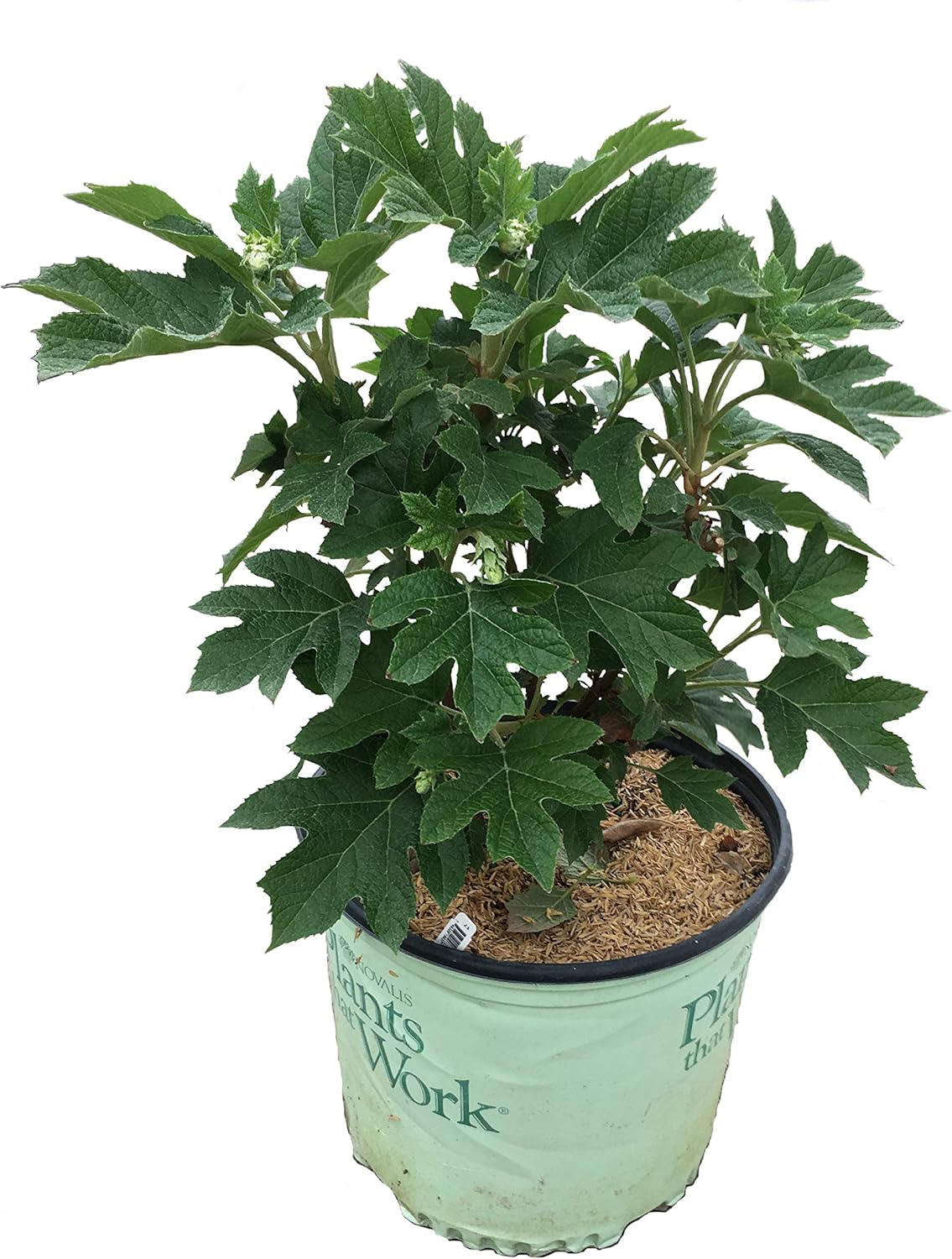 Amazon.com : Oakleaf Hydrangea (Quercifolia) Ruby Slippers 3 Gallon ...