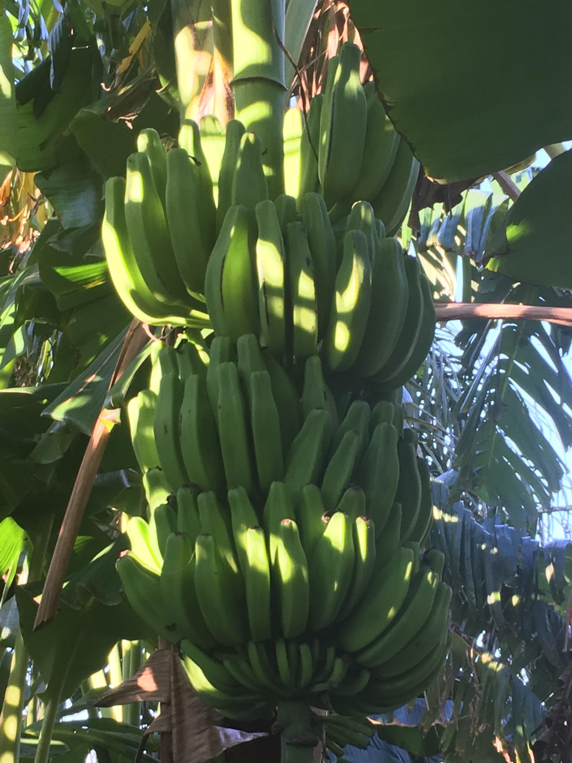Mata De Platano