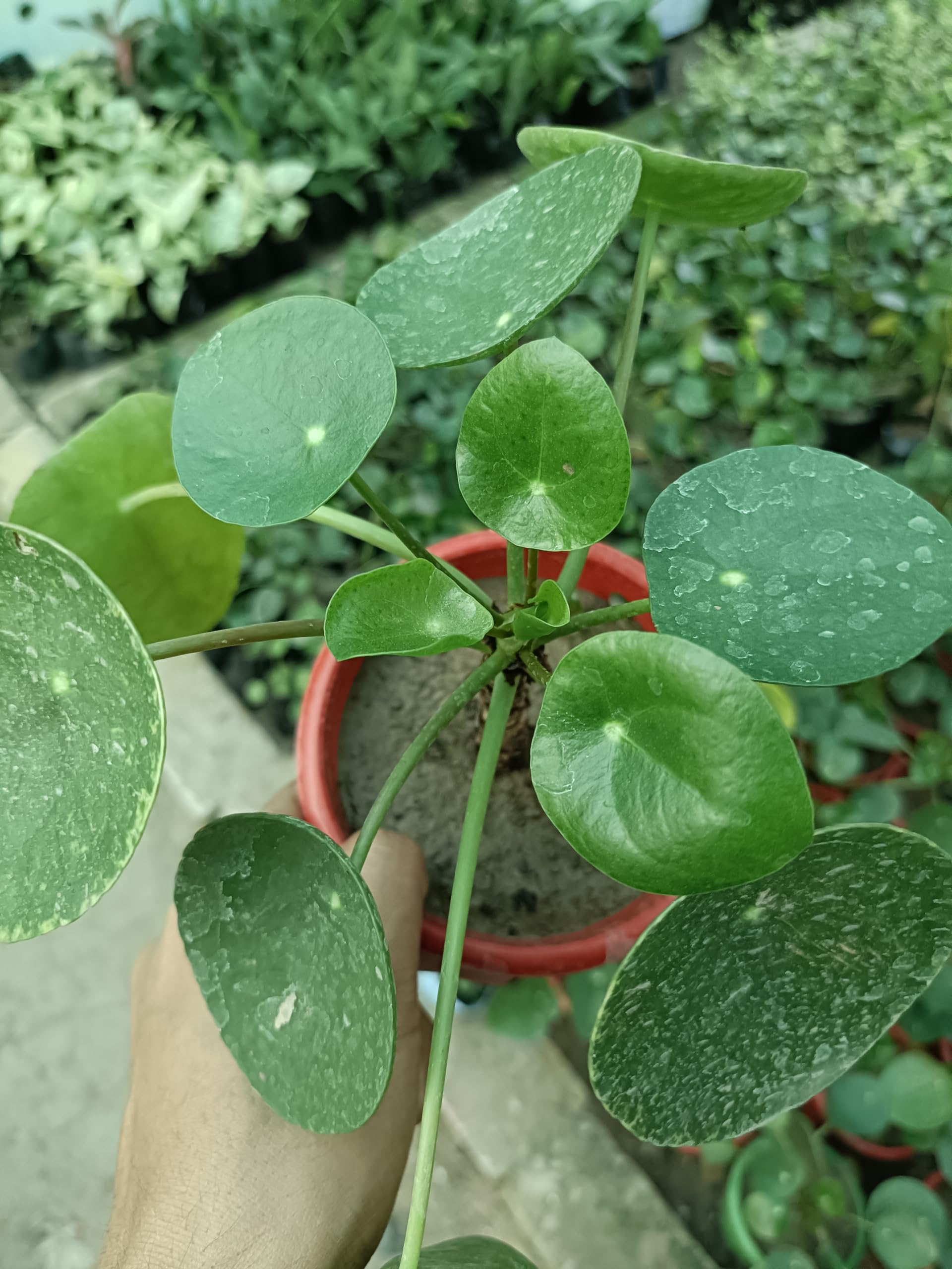 Hydrocotyle Vulgaris Plant/Water Naval/Coin plant live hybrid plant ...