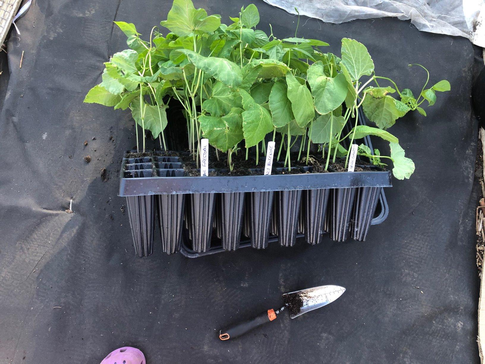 Nutley's Extra Large 45-Cell Root Trainer Plug Plant Seed Tray - Pack ...