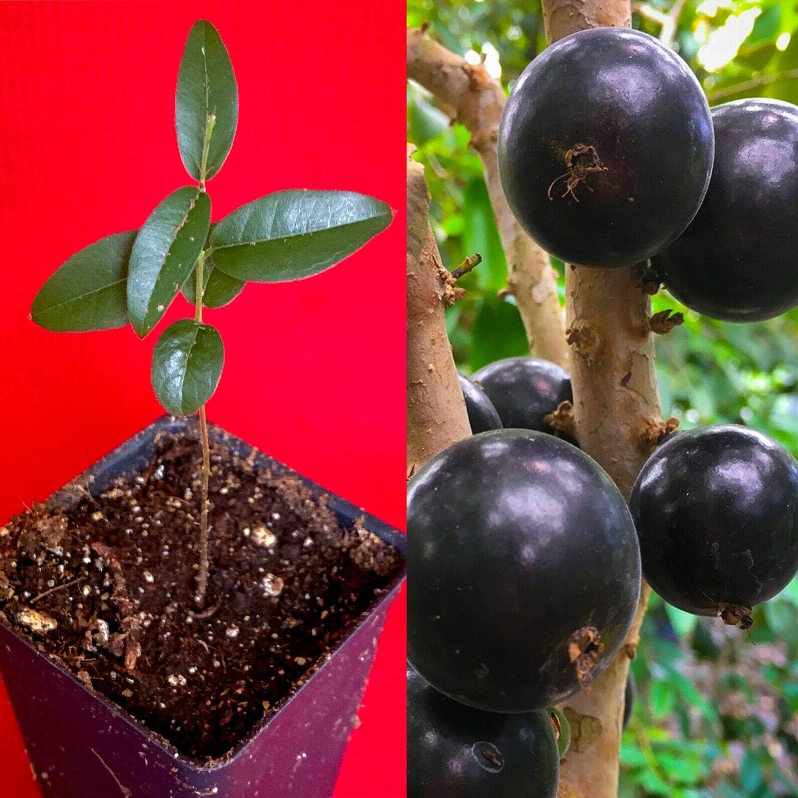 Amazon.com : No CA, Black Jaboticaba Tree Live Plant for Planting, 1 ...