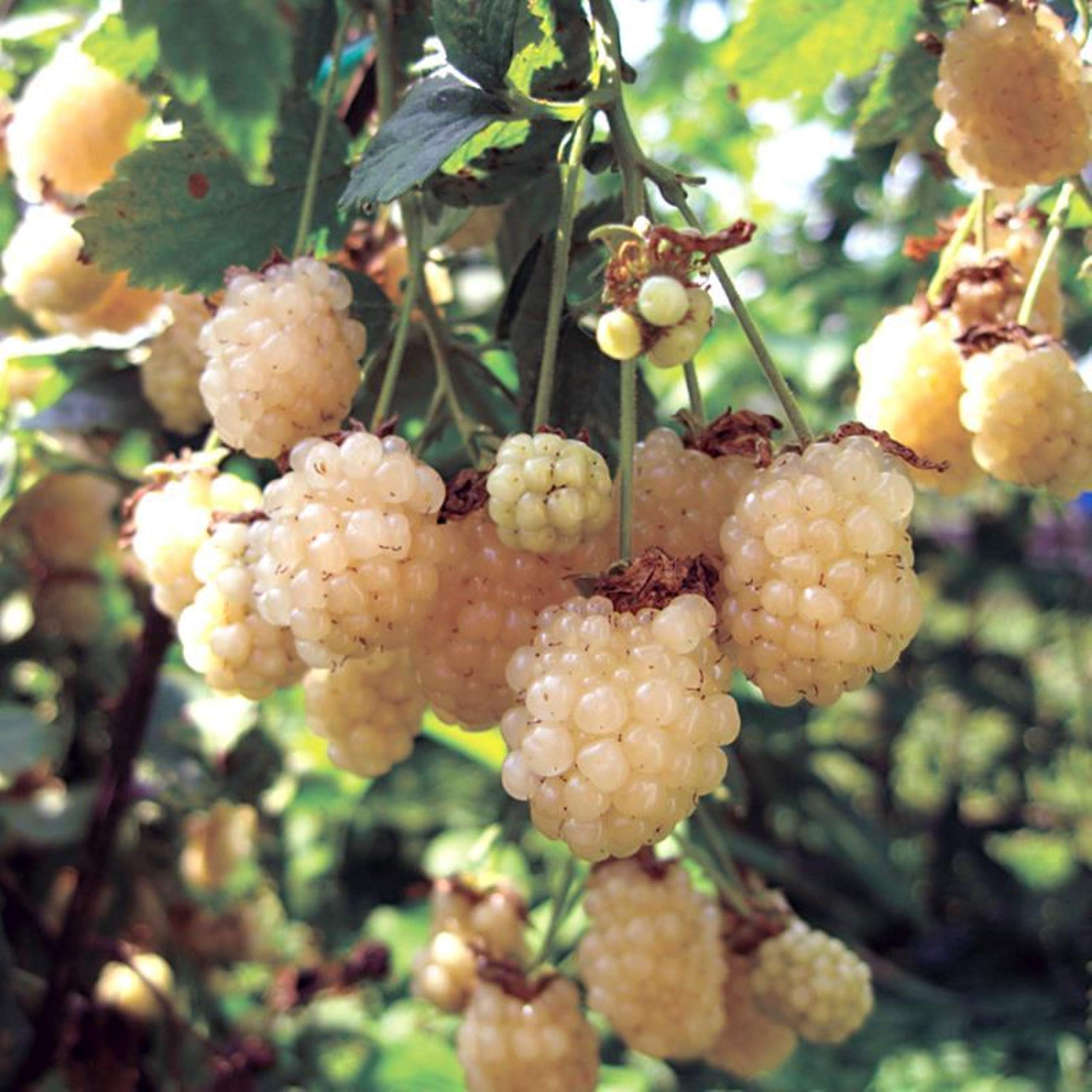 White Blackberry Fruit