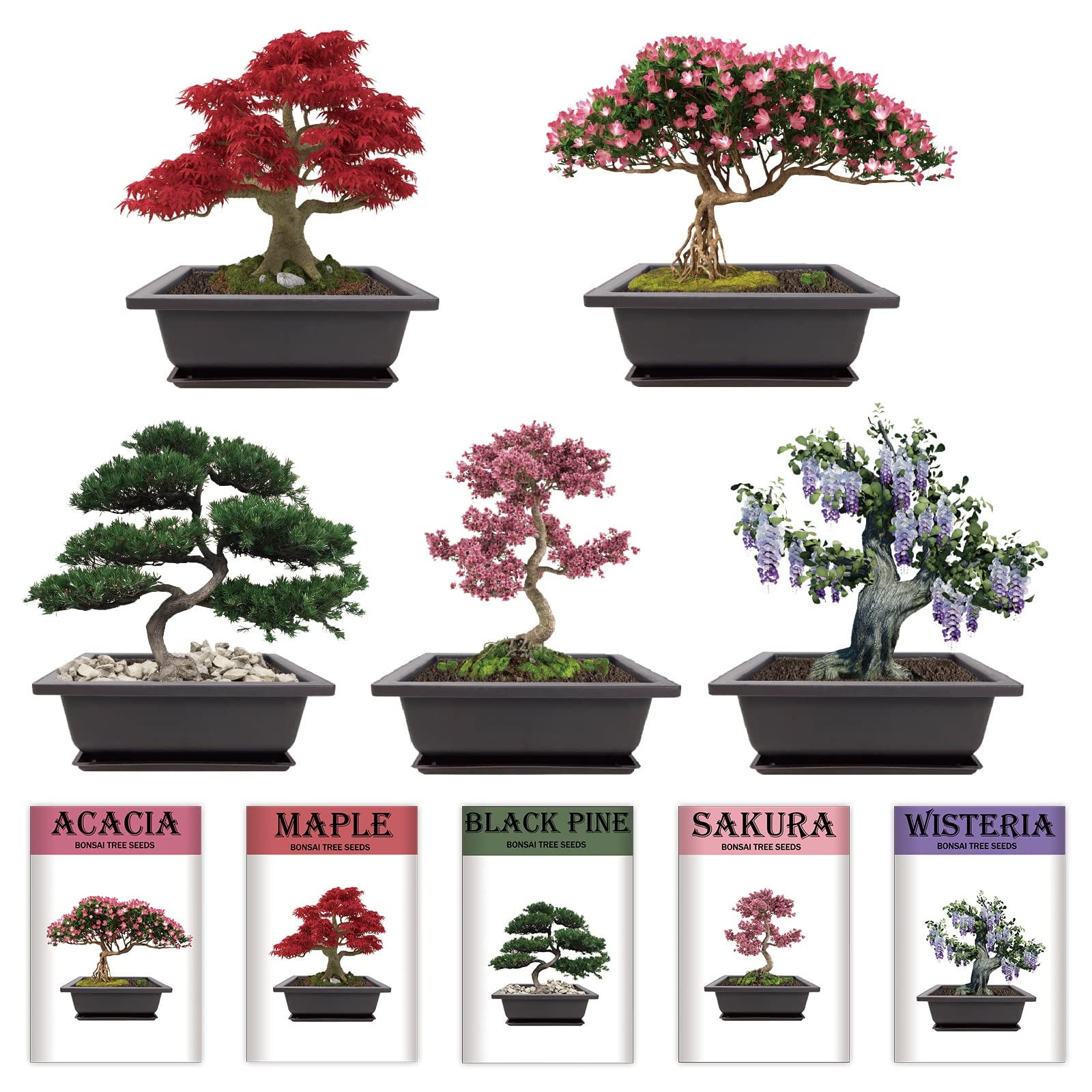Bonsai Tree Seeds Kit 5 Non Gmo Heirloom Bonsai Seeds | Desertcart Sri ...