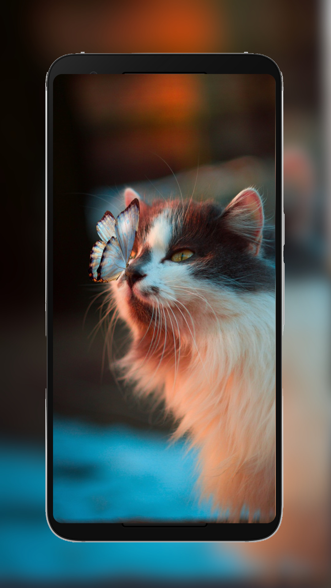 Kitten Wallpapers - App on Amazon Appstore