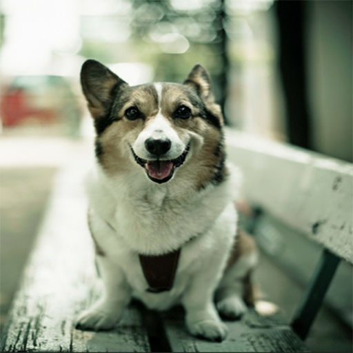 Adopt Me - App on Amazon Appstore