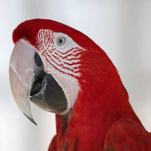 Femeca - App on Amazon Appstore