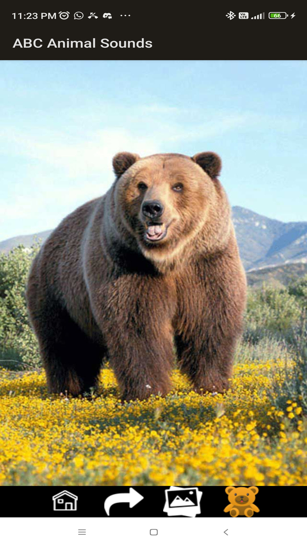 Animal Sounds Alphabetical - App on Amazon Appstore